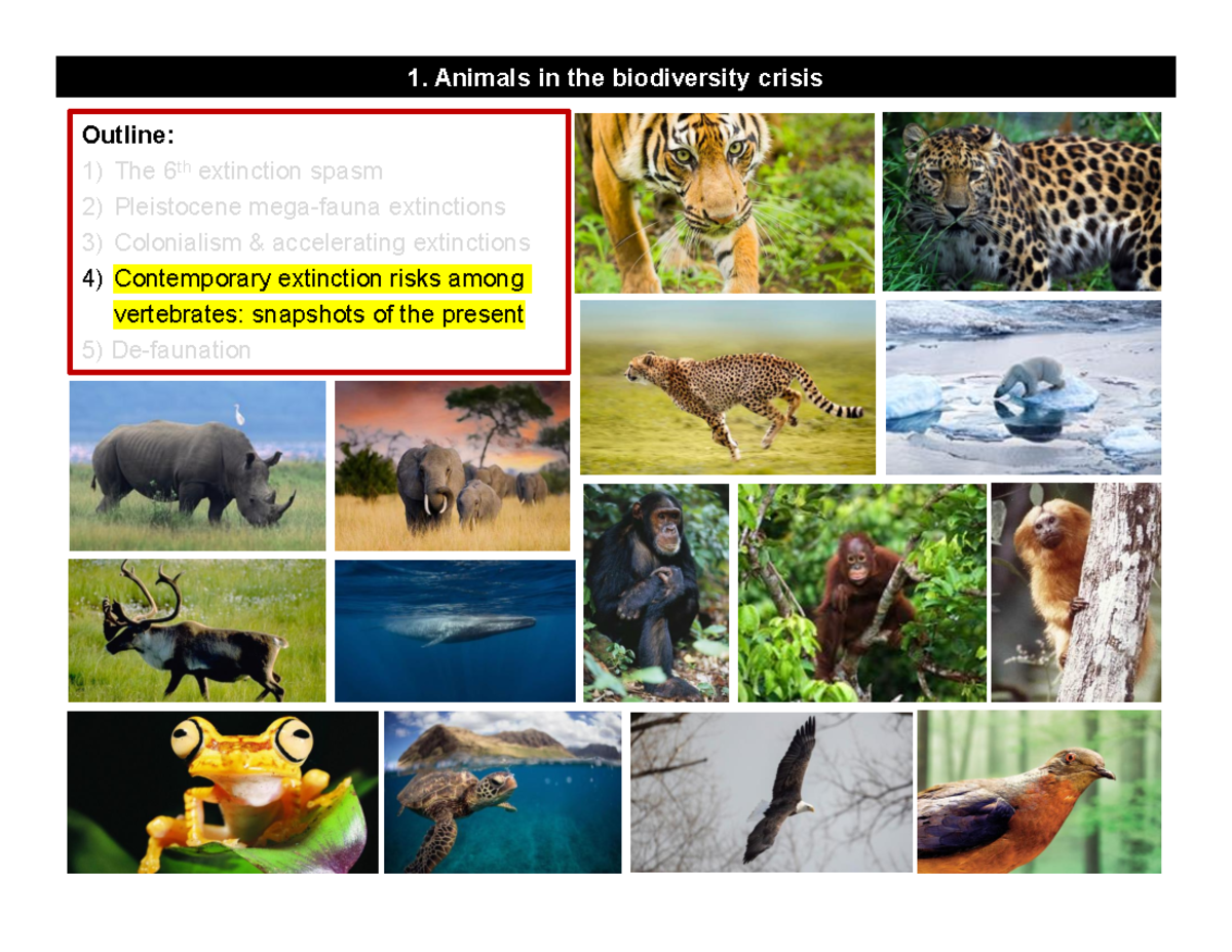 1 - Animals in the biodiversity crisis - Final - Outline: The 6th ...