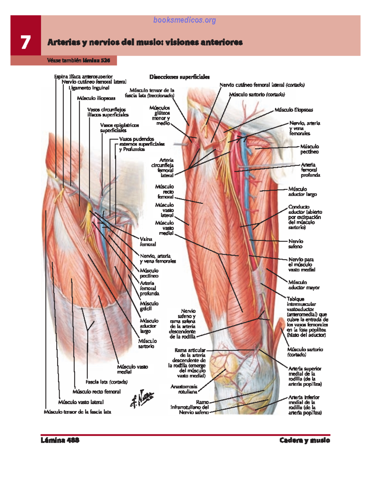 Netter - Atlas de Anatomia Humana 5ª ediciontriangulodescarpa - Anatomía - booksmedicos - Studocu