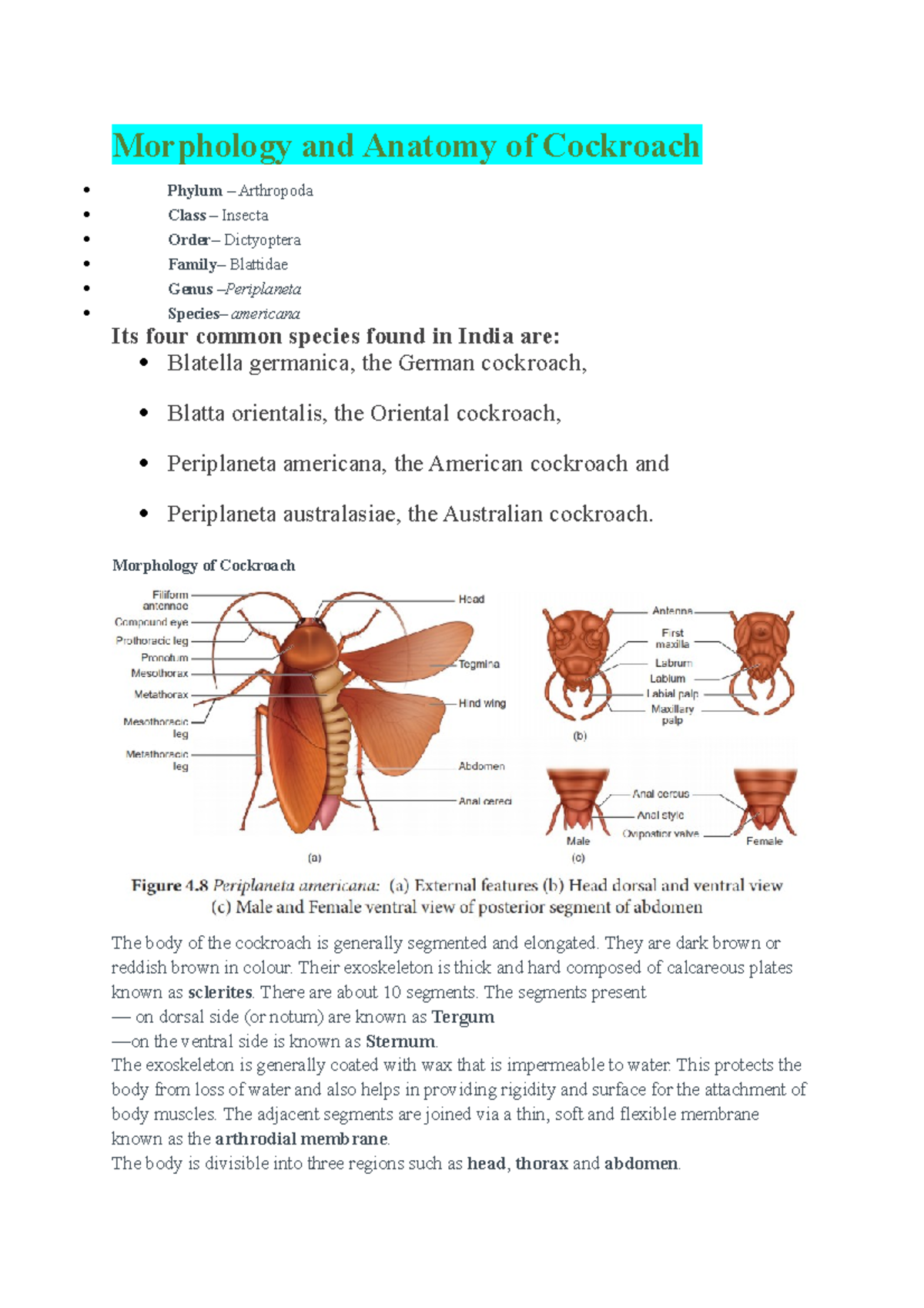 Morphology and Anatomy of Cockroach - Morphology of Cockroach The body ...