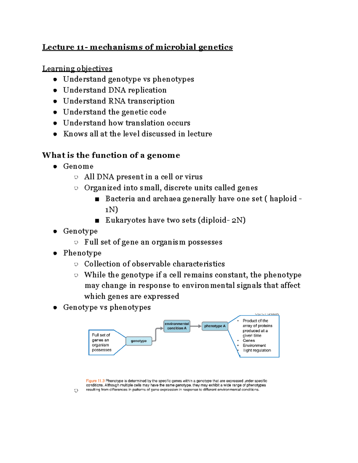 Bisc300 lecture 11-14 - Lecture 11- mechanisms of microbial genetics Learning objectives - Studocu