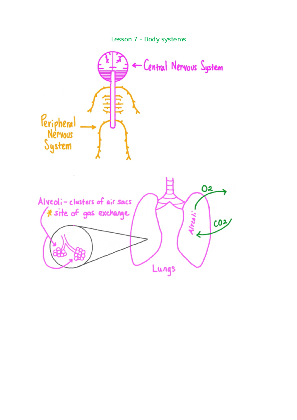 Human body systems - Biology - Lesson 7 – Body systems - Studocu