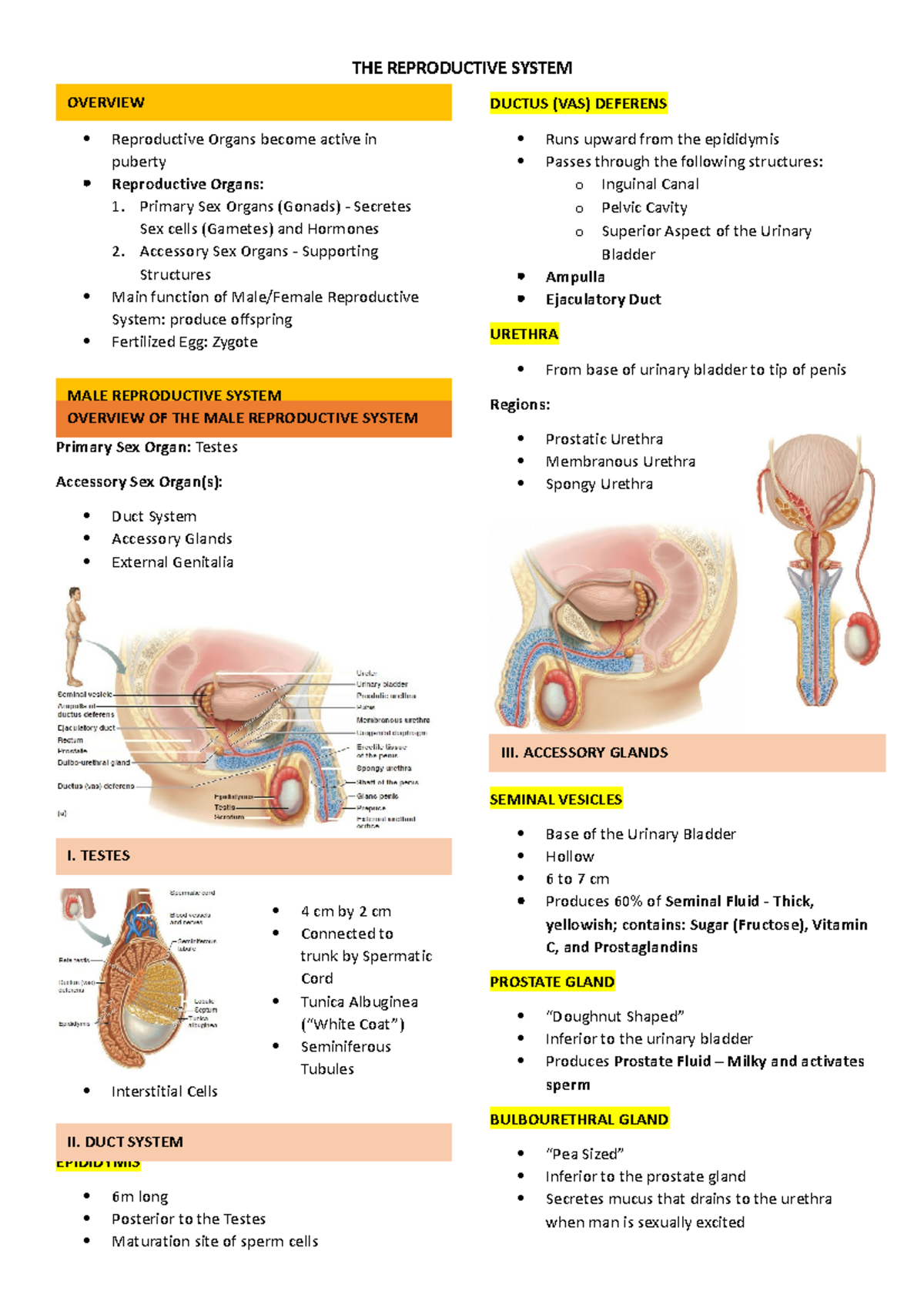 THE Reproductive System - THE REPRODUCTIVE SYSTEM Reproductive Organs ...