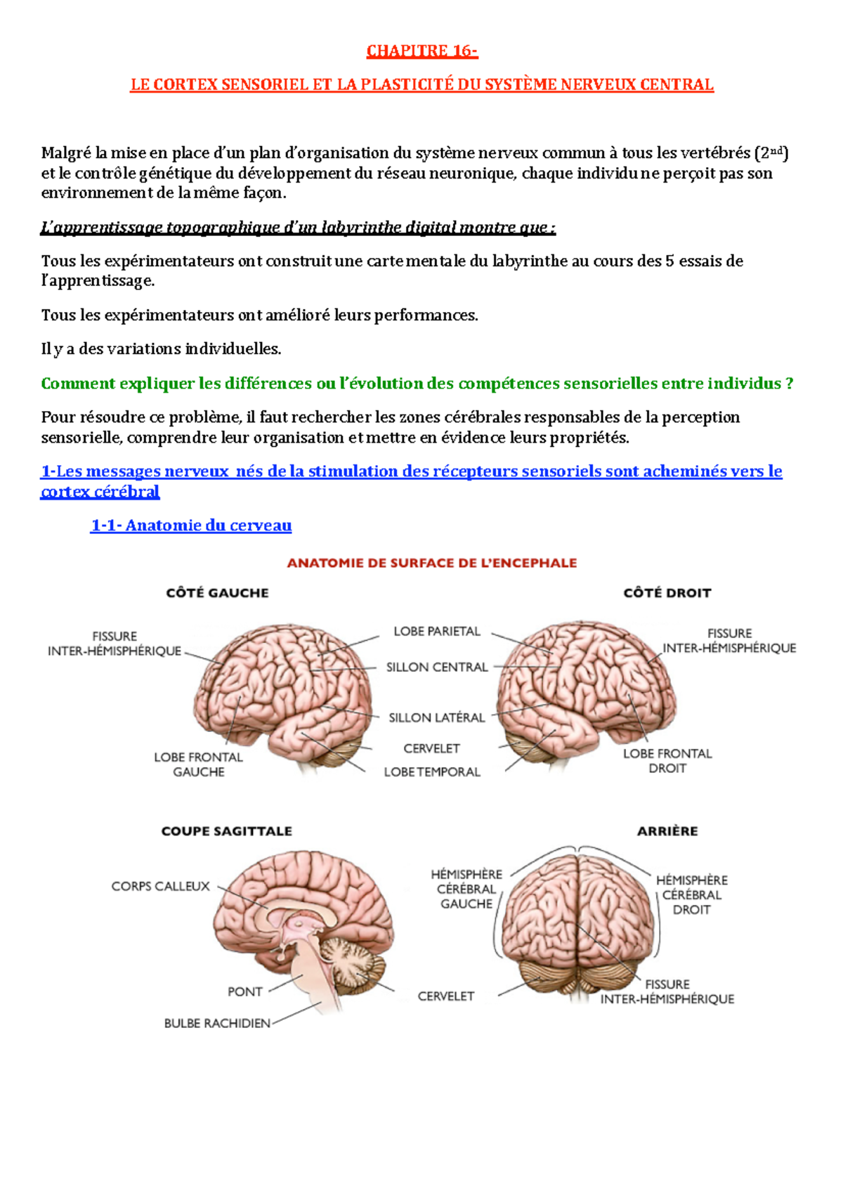 16 Le cortex sensoriel et la plasticite du systeme nerveux central ...