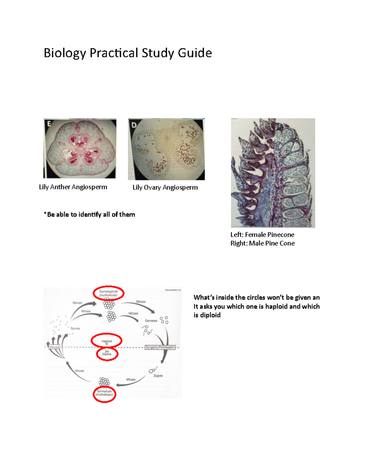 Biology Practical Study Guide - Biology Prac,cal Study Guide *Be able ...