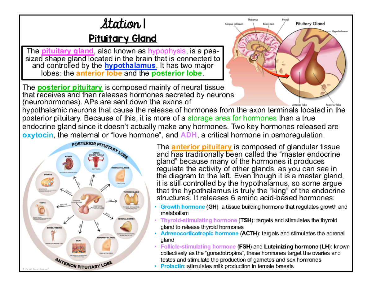 Discovery Stations - Endocrine System - Pituitary Gland The anterior ...