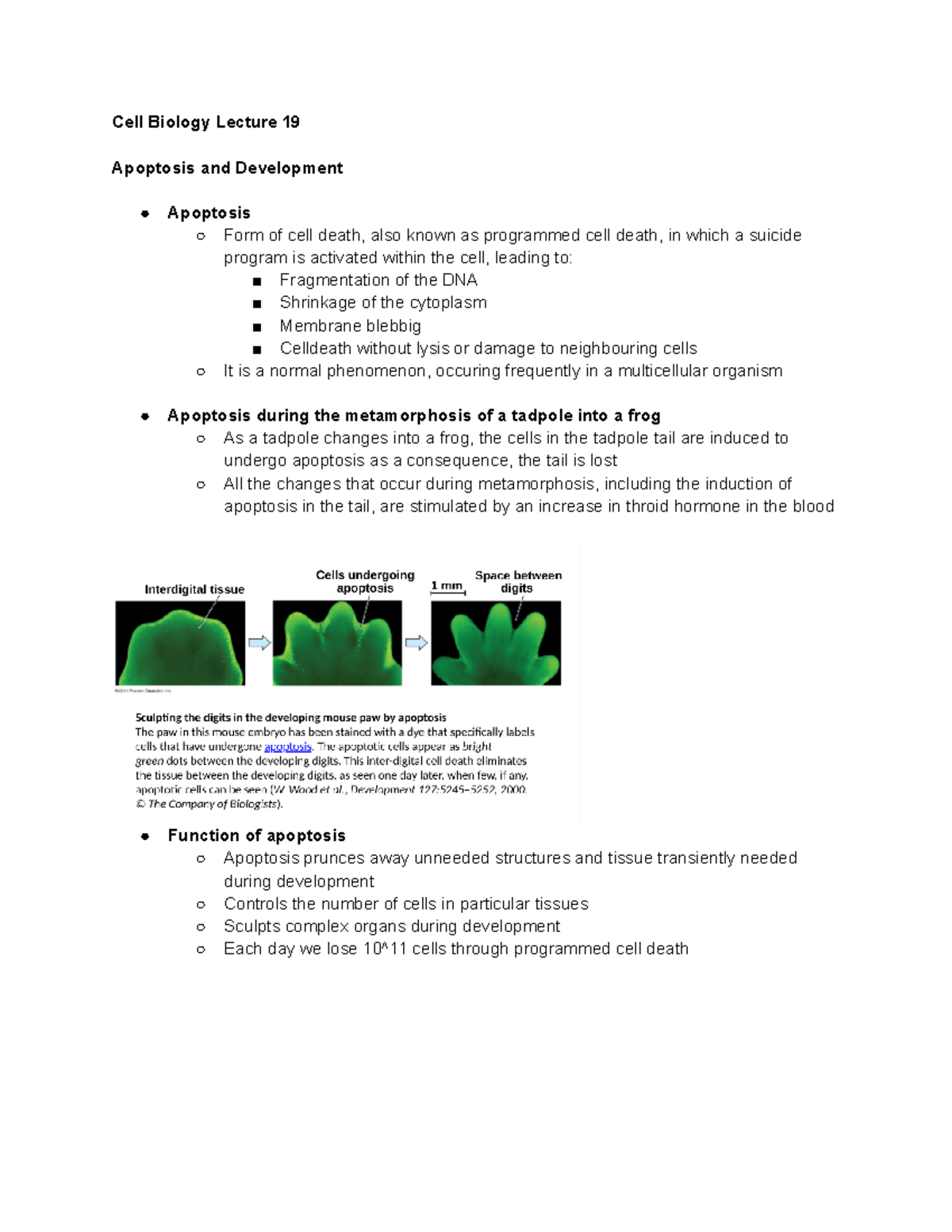 apoptosis and Development - Cell Biology Lecture 19 Apoptosis and ...
