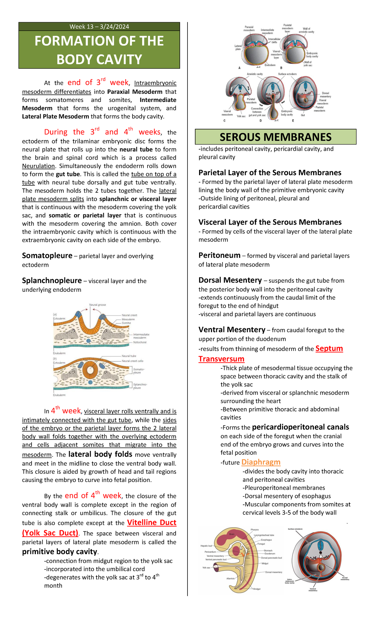 Vert Emb Trans - Week 13 – 3 / 24 / FORMATION OF THE BODY CAVITY At the ...