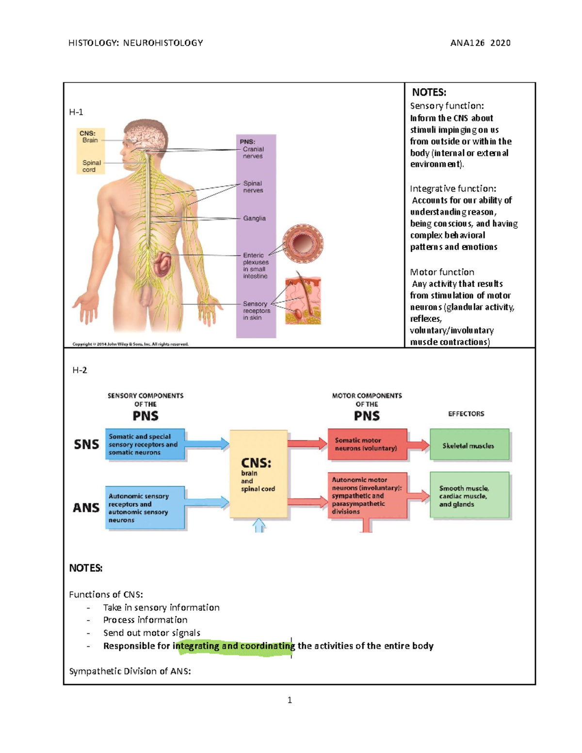 Neuro Histo - H- NOTES: Sensory function: Inform the CNS about stimuli ...