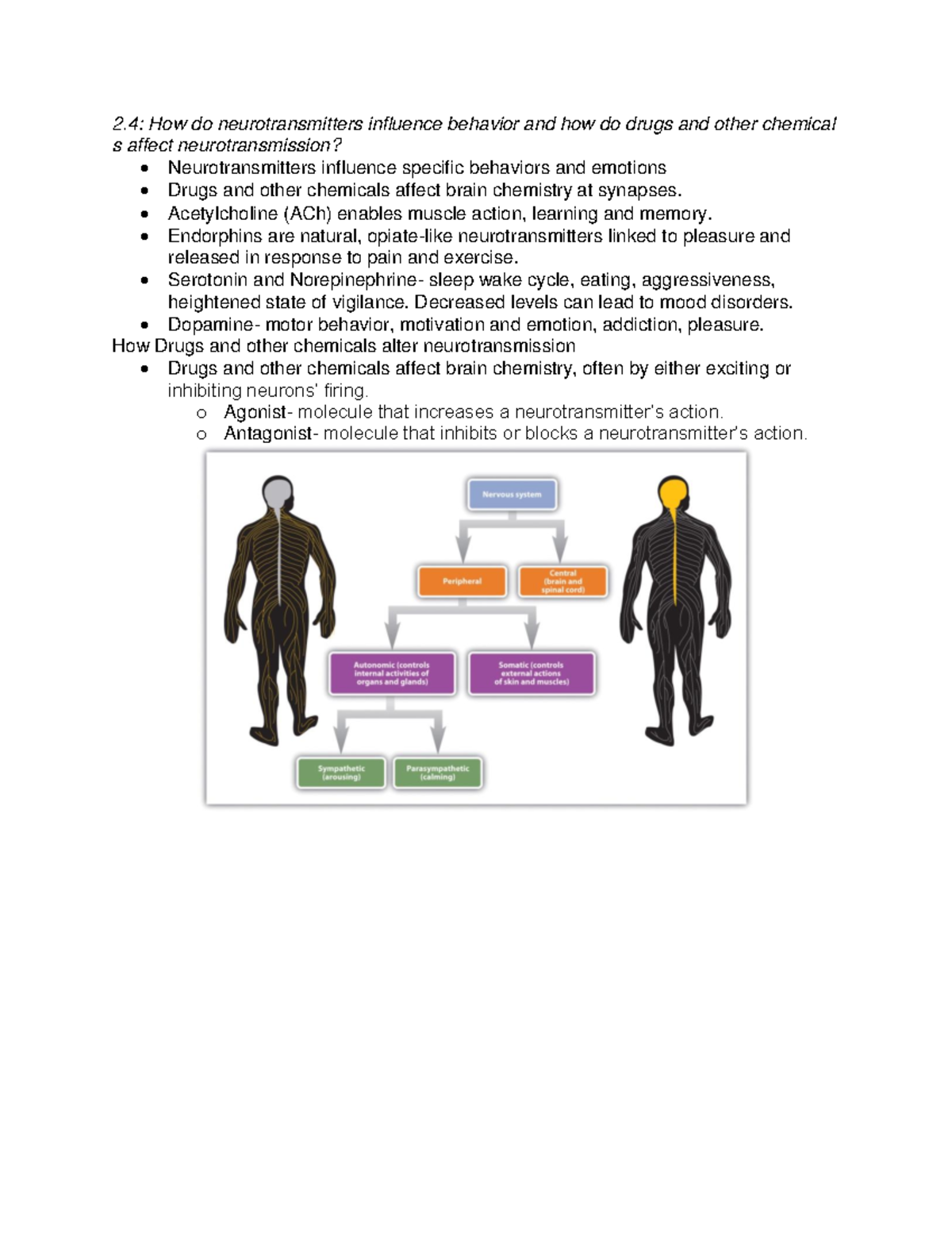 chapter 2 sections 2.4 and 2.5 - 2: How do neurotransmitters influence ...