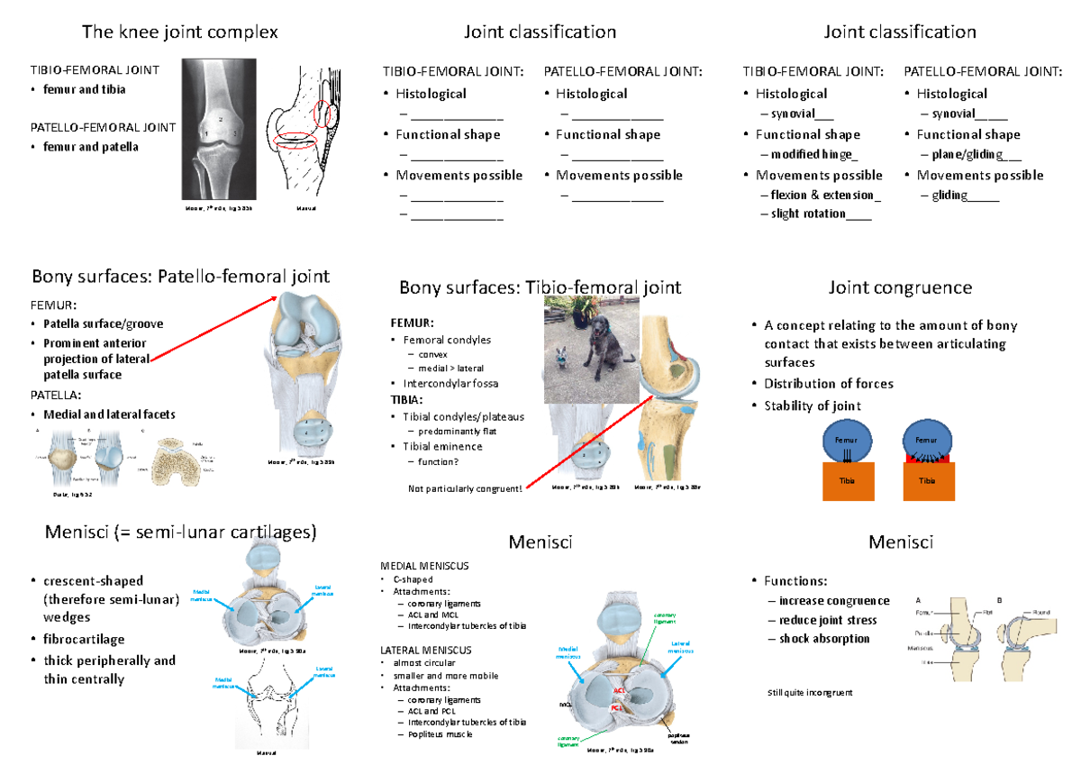 Knee - Lecture notes 1 - The knee joint complex Joint classification ...