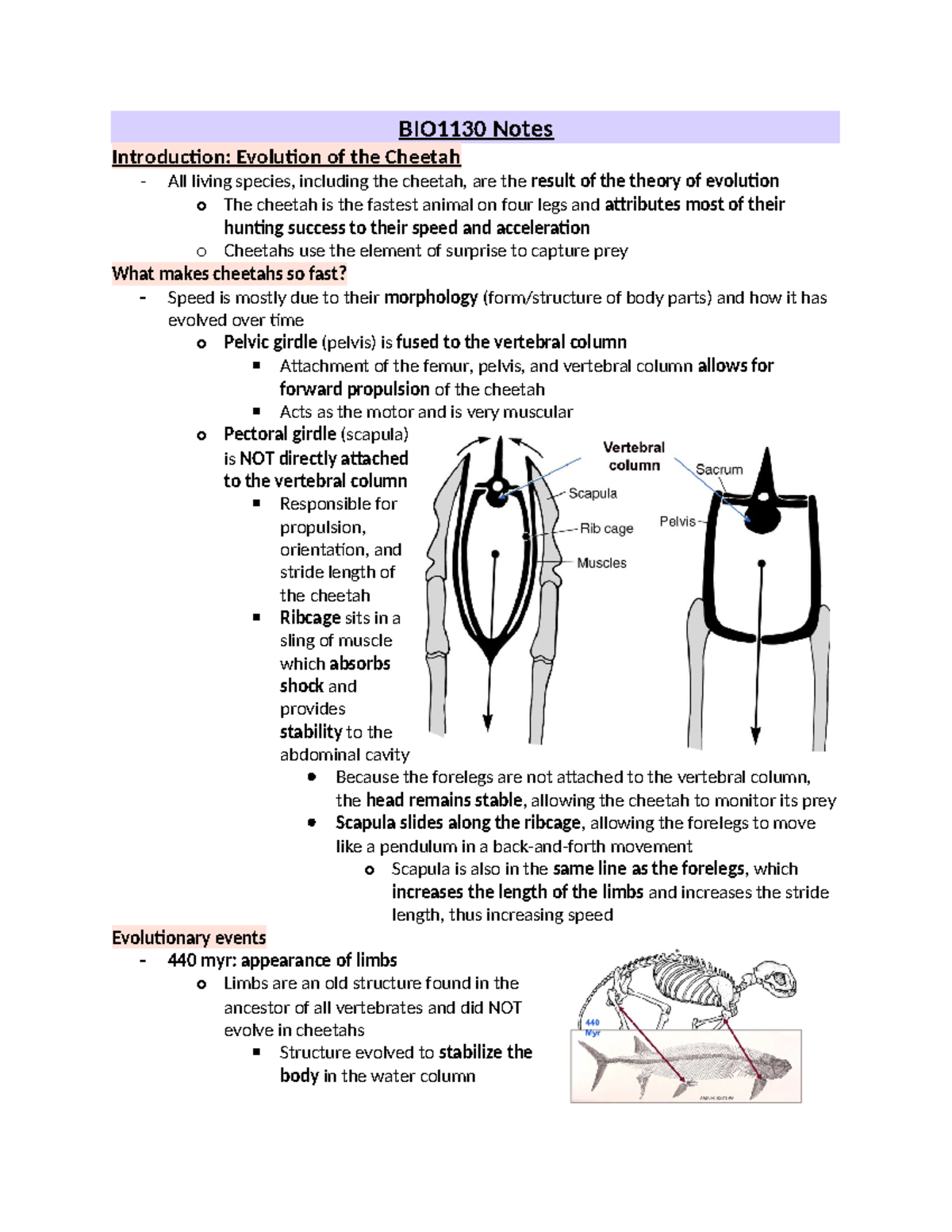 Final exam notes - BIO1130 Notes Introduction: Evolution of the Cheetah ...