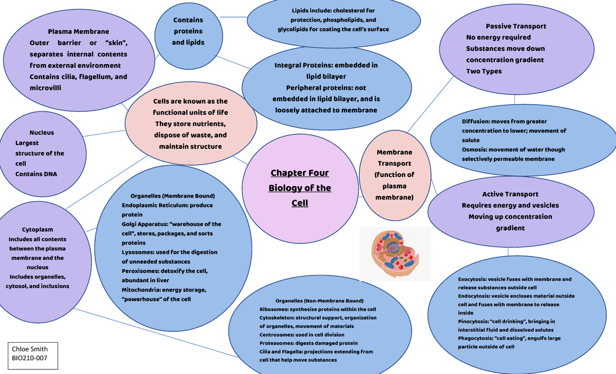 Chapter 4Concept Map - Chapter Four Biology of the Cell Cells are known ...