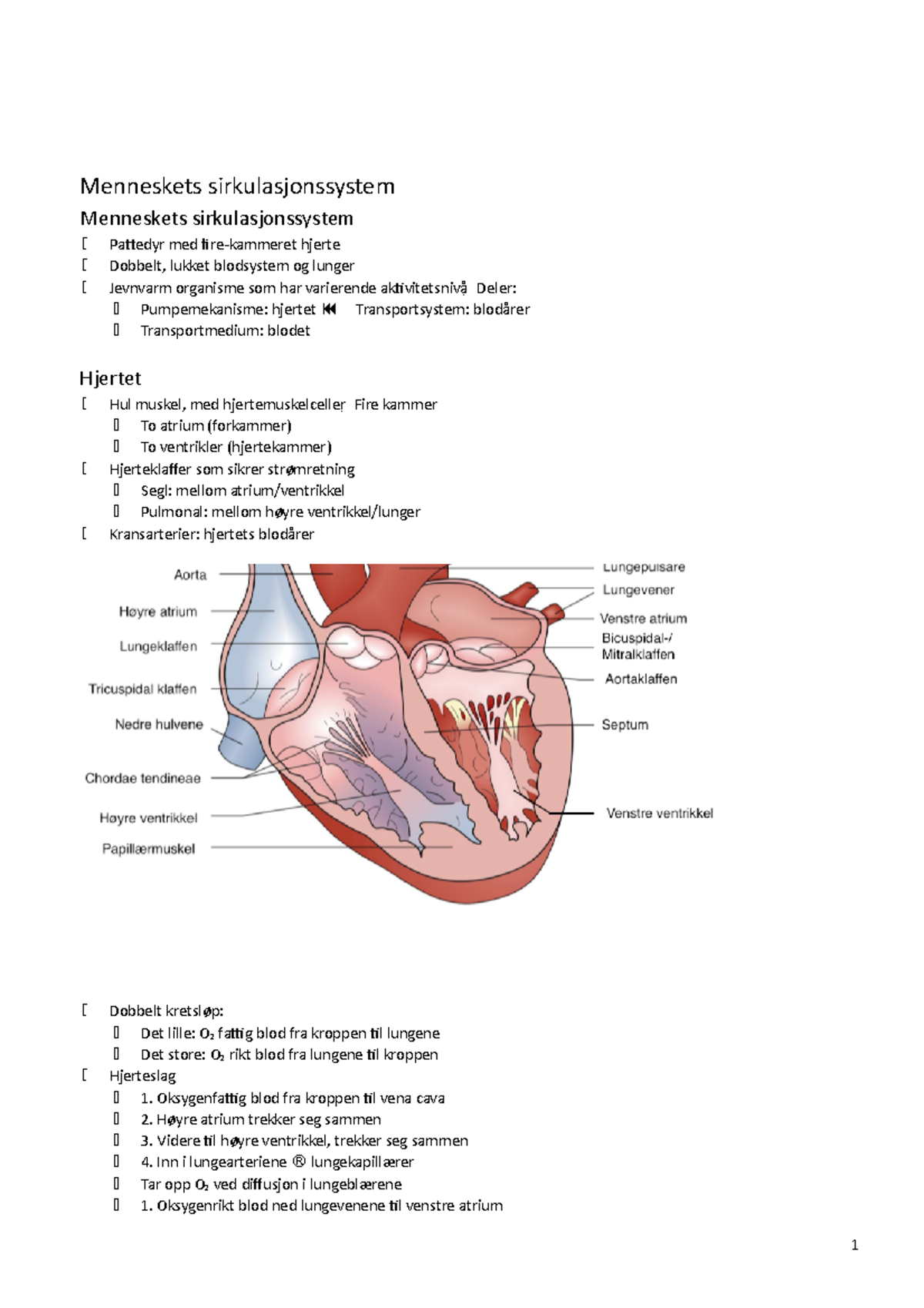 Eksamen torsdag - Menneskets sirkulasjonssystem Menneskets ...