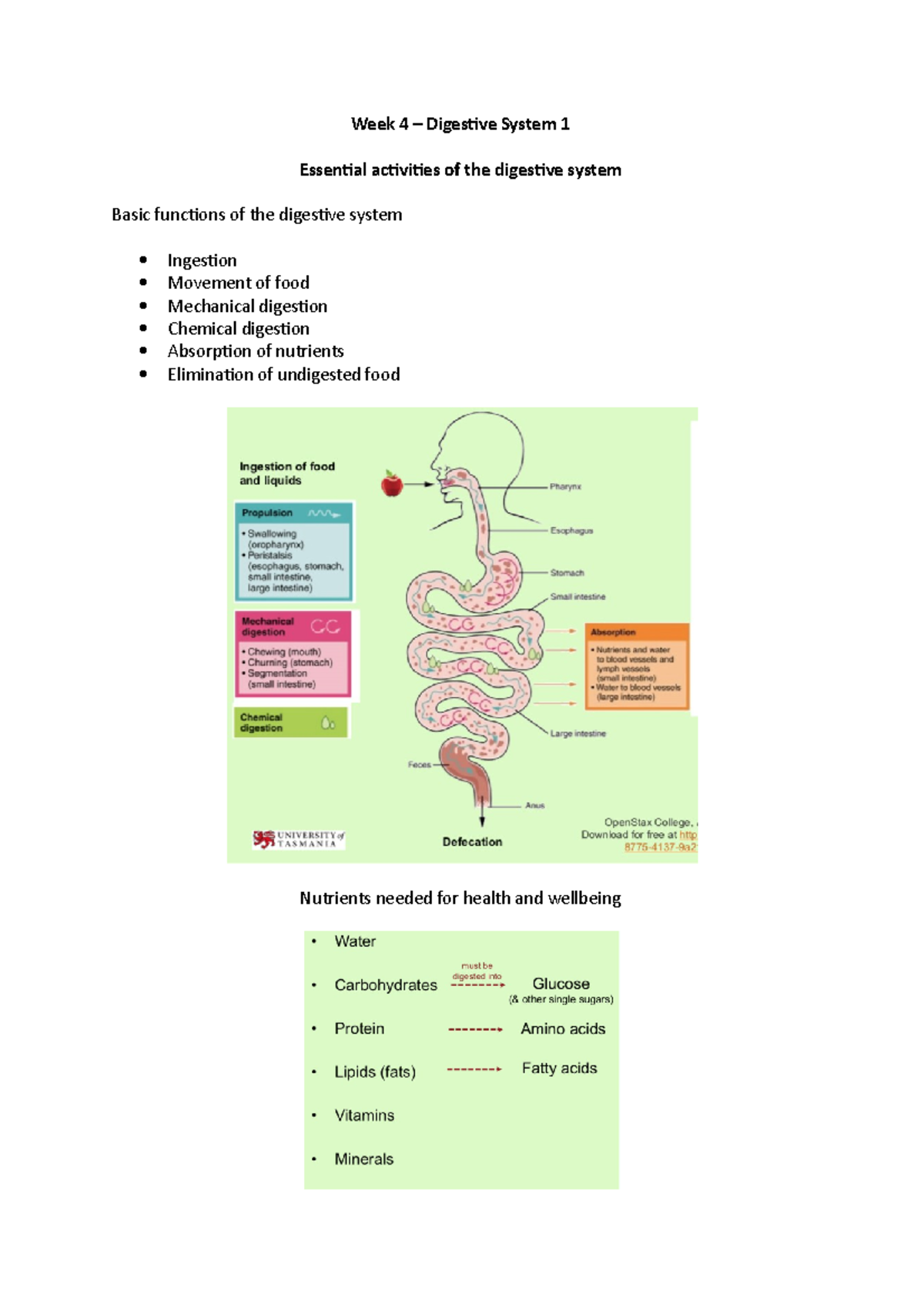 Week 4 - Digestive system 1 - Week 4 – Digestive System 1 Essential ...