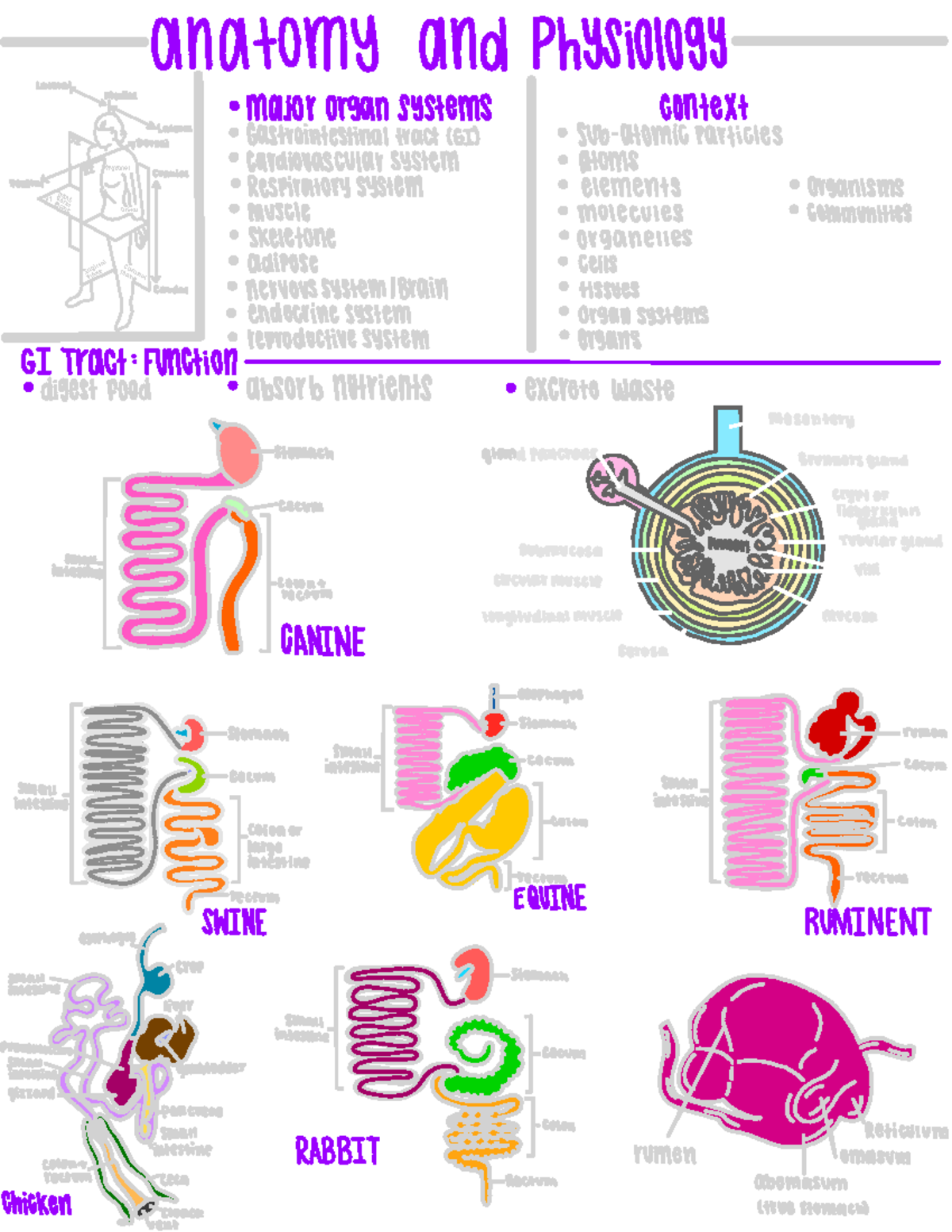 Animal Anatomy And Physiology - anatomy and Physiology Lateral medial ...