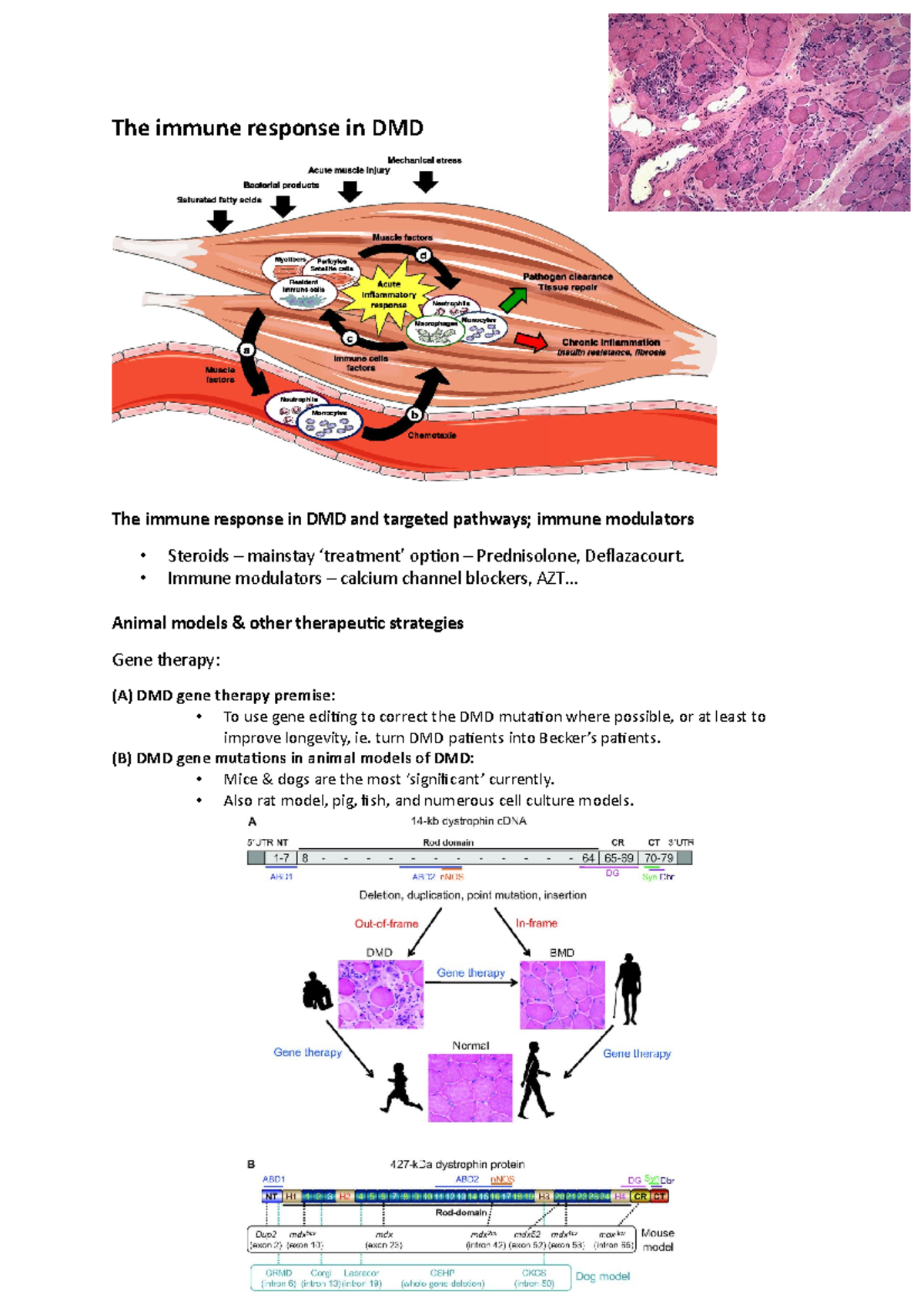 The immune response in DMD - Immune modulators – calcium channel ...
