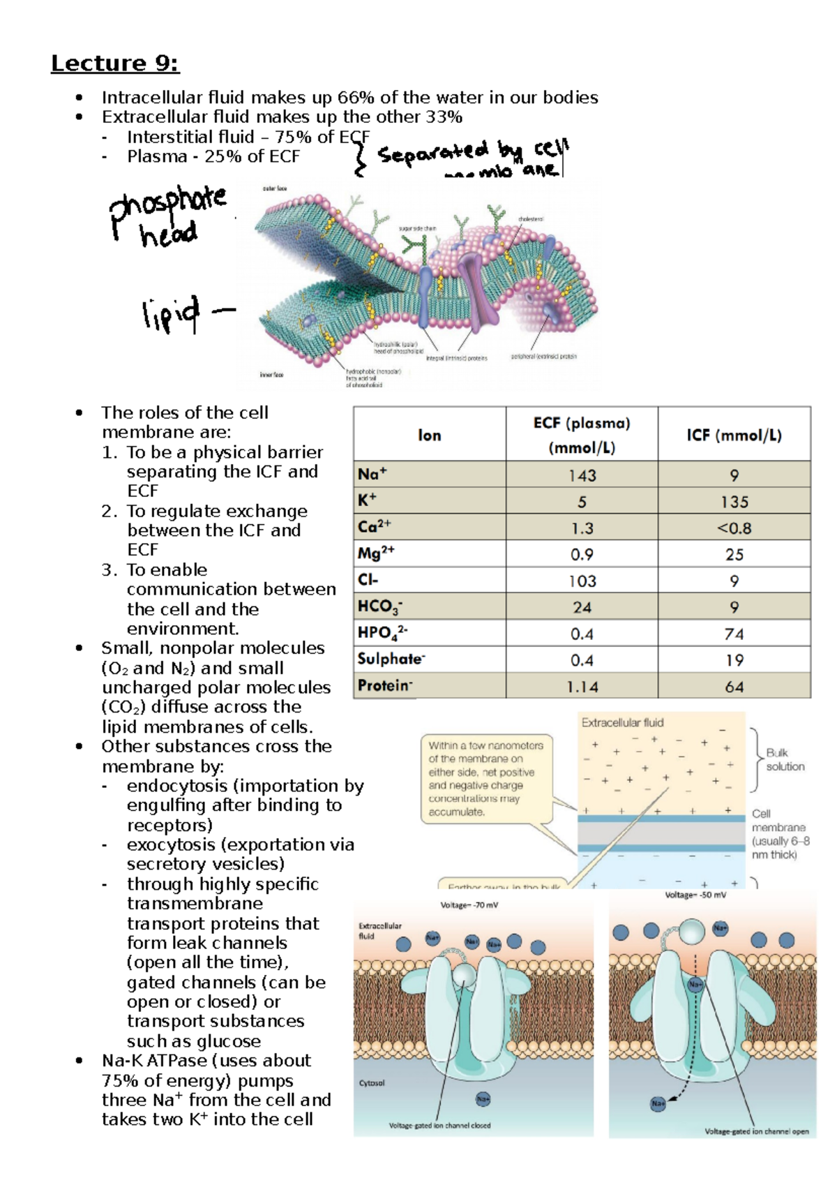 Module 3 Notes MEDS1001 - Lecture 9: Intracellular fluid makes up 66% ...