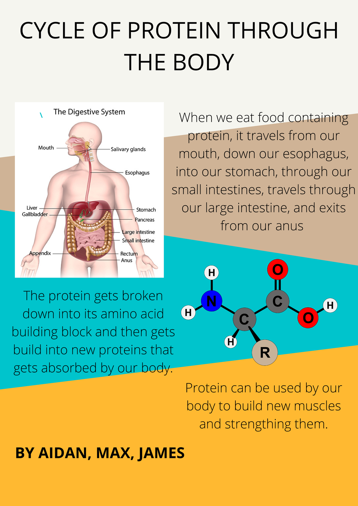 body of the humans - \ CYCLE OF PROTEIN THROUGH THE BODY When we eat ...