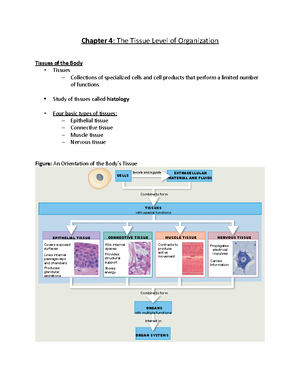 Human Anatomy - Bones - The following are the individual bones that you ...
