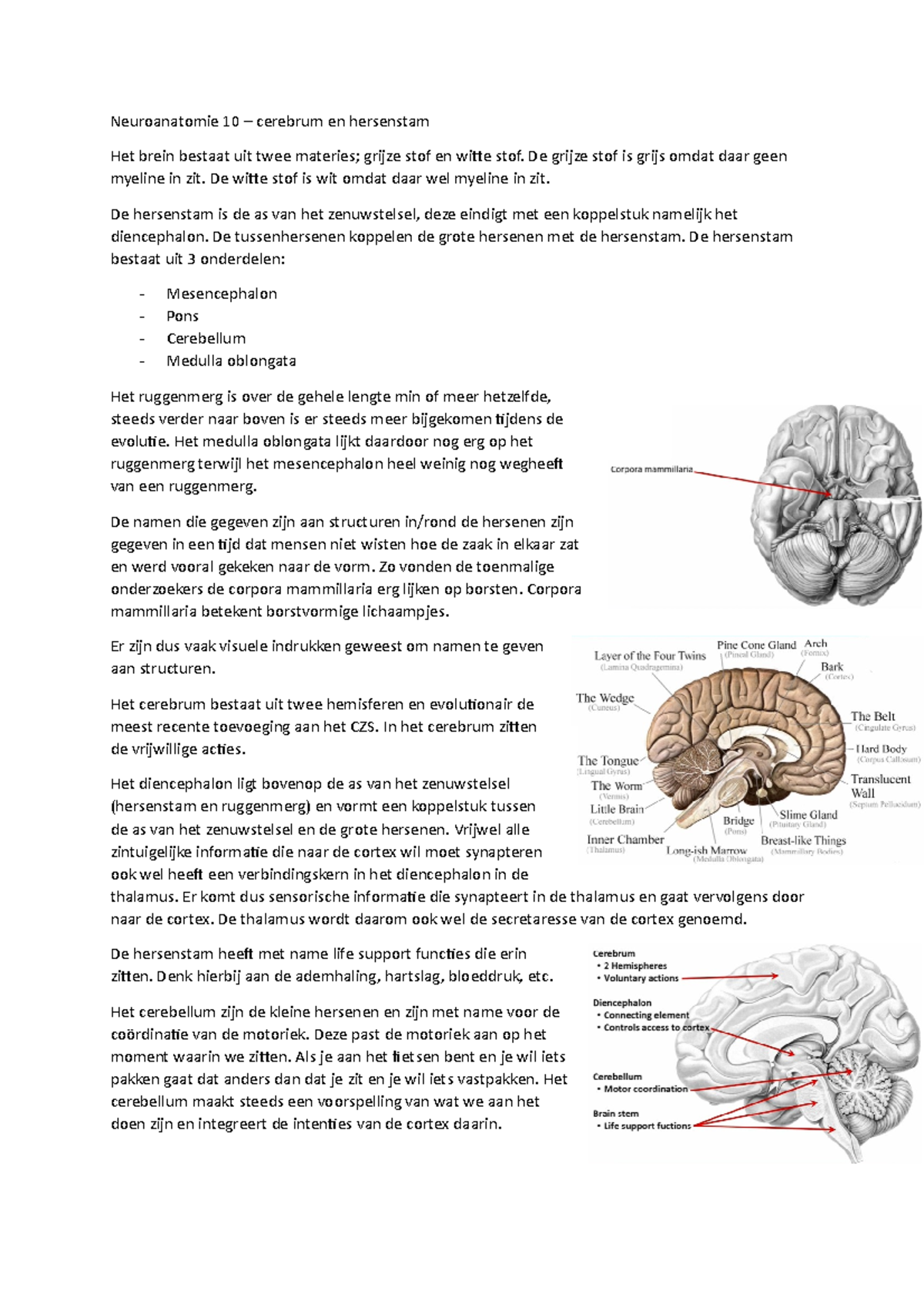 Cerebrum en hersenstam - 10 - Neuroanatomie 10 – cerebrum en hersenstam ...