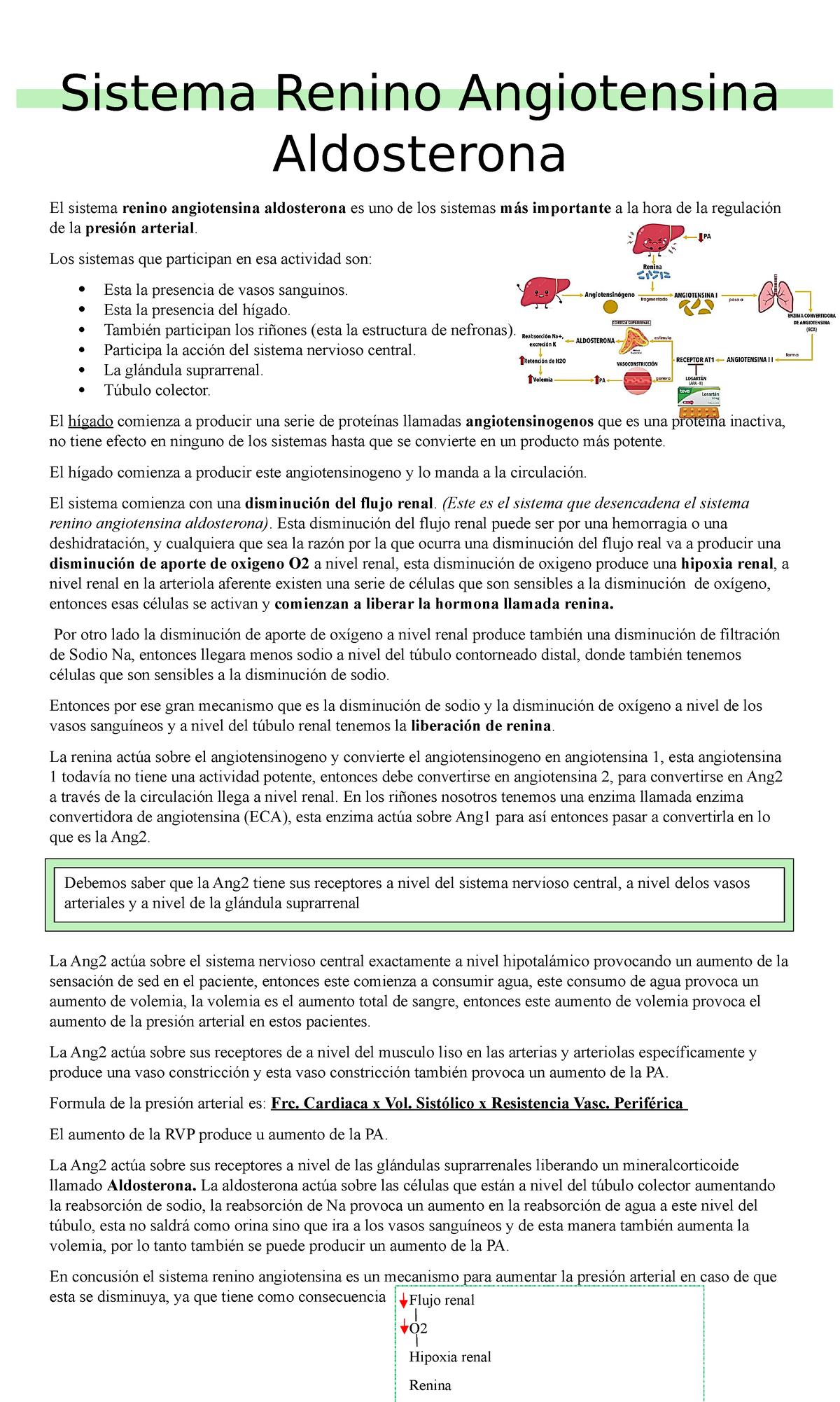 Sistema renino angiotensina aldosterona - Los sistemas que participan ...