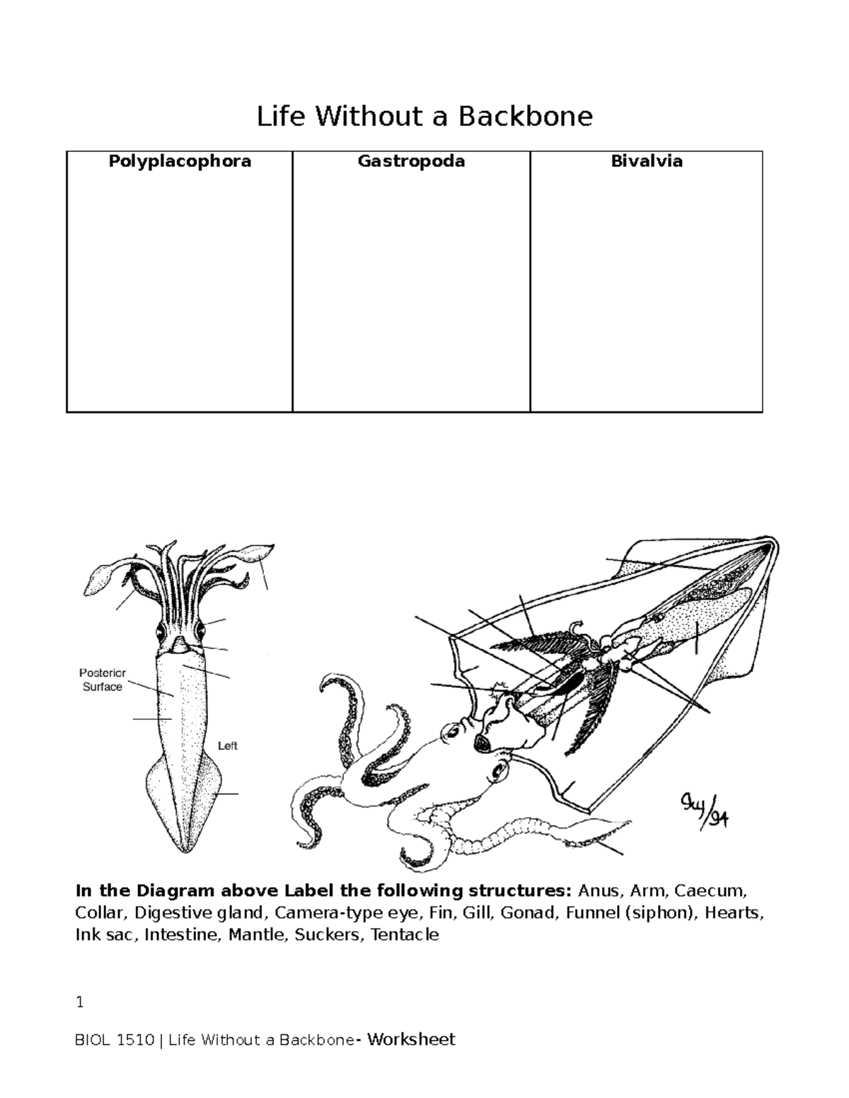 Life Without a Backbone Worksheet - Be sure to label both legs ...