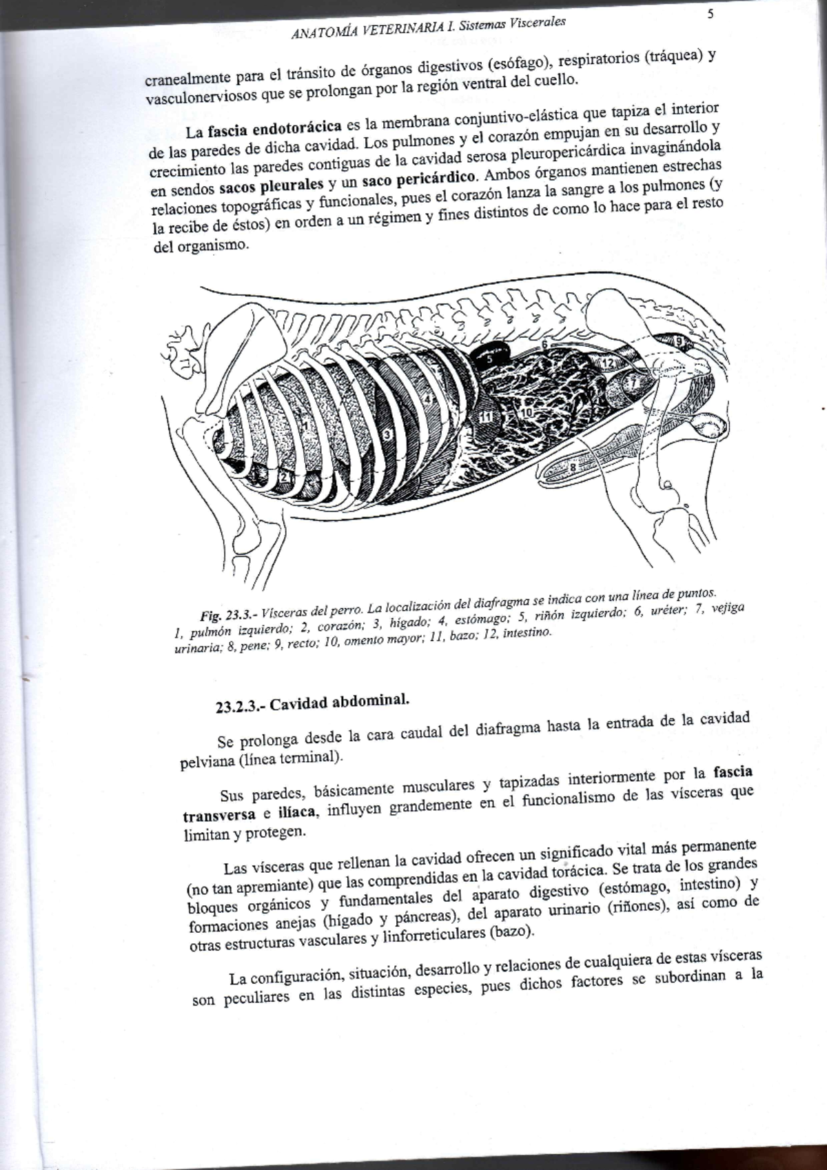 Anatomia descriptiva - Studocu