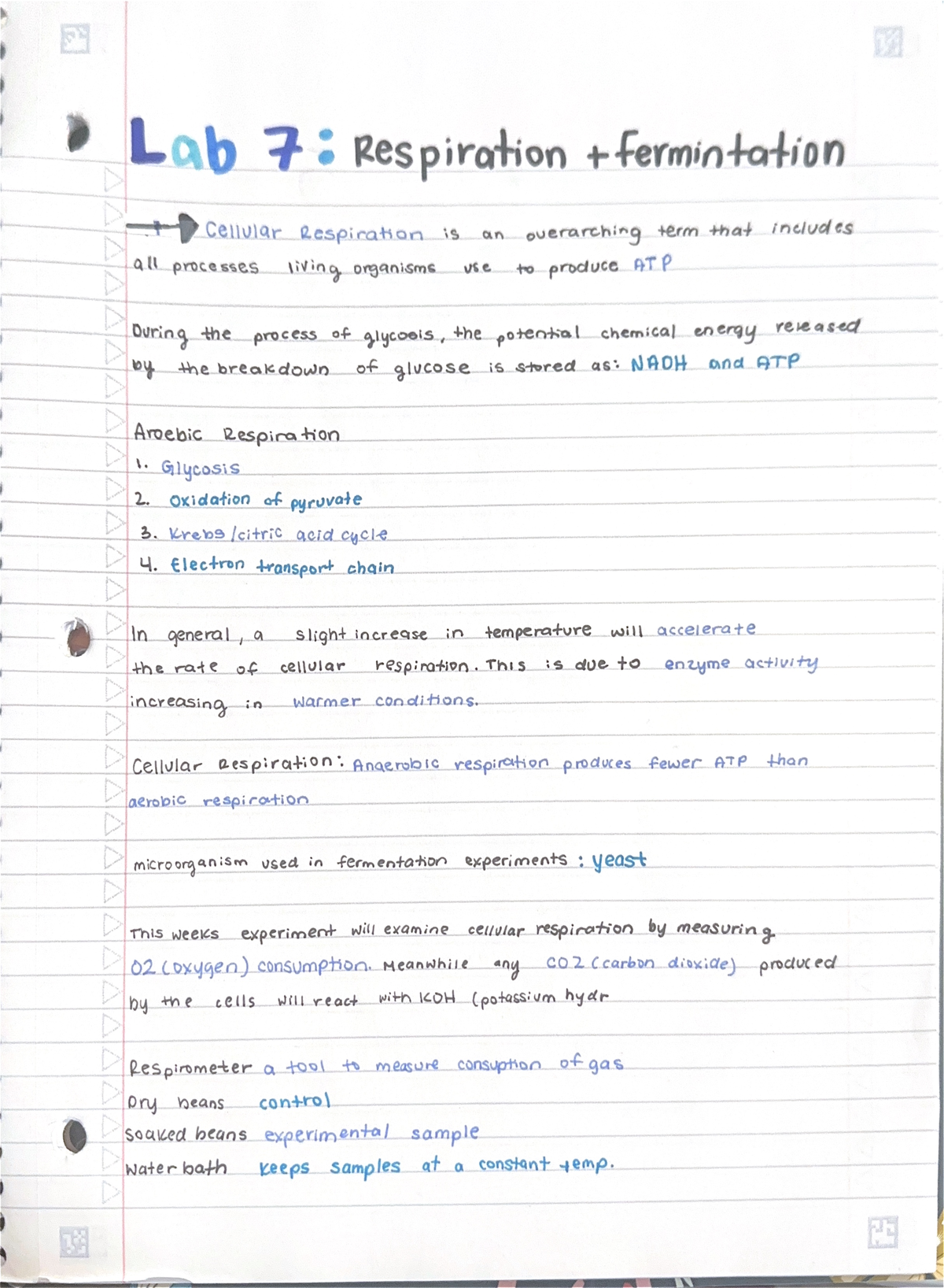 Lab 7 bio - Lab 7 Respiration and Fermentation - R 33 Lab 7 Respiration Fermintation Cellular ...