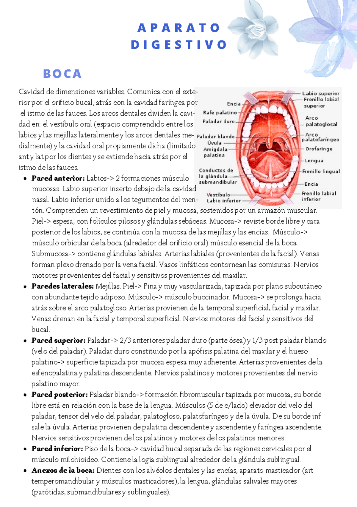 Boca, faringe y esófago - A P A R A T O D I G E S T I V O Pared ...