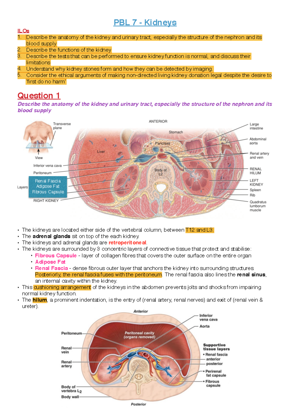 PBL 7 - Kidneys - PBL 7 - Kidneys ILOs 1. Describe the anatomy of the ...
