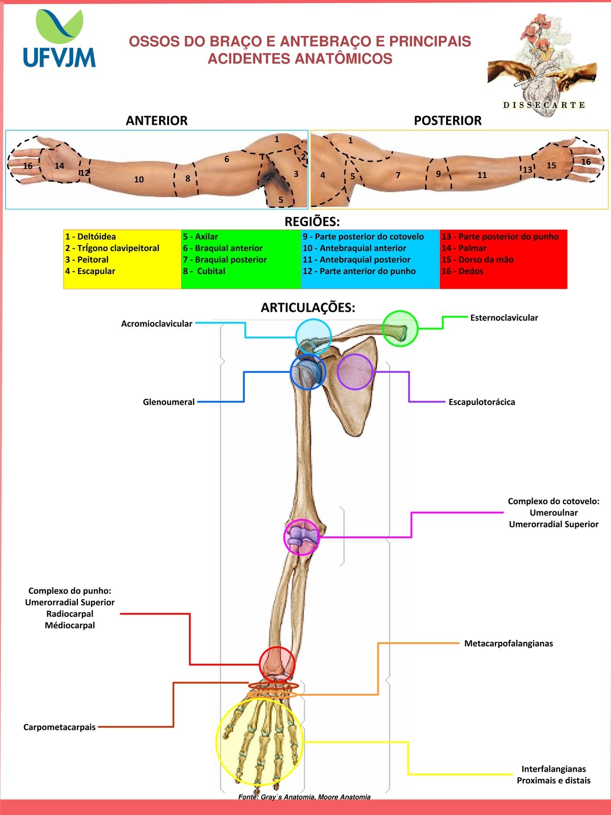 Ossos do braco e antebraco e principais acidentes anatomicos - OSSOS DO ...