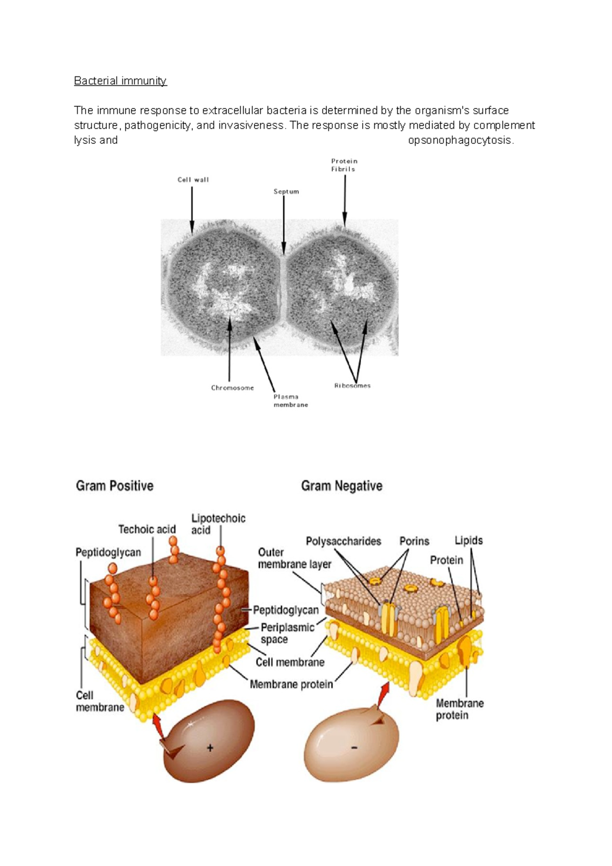 Bacterial immunity - Lecture notes 3.2 - Bacterial immunity The immune ...