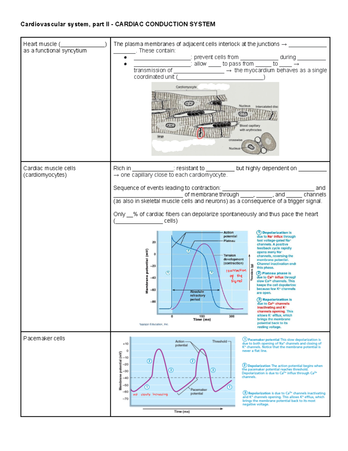 Cardiovascular Lecture 2 The Conducting System Practice ...