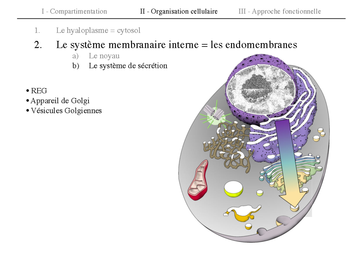 Chap 2-II-2b Organisation cellulaire Traduction - secretion - 1. Le ...