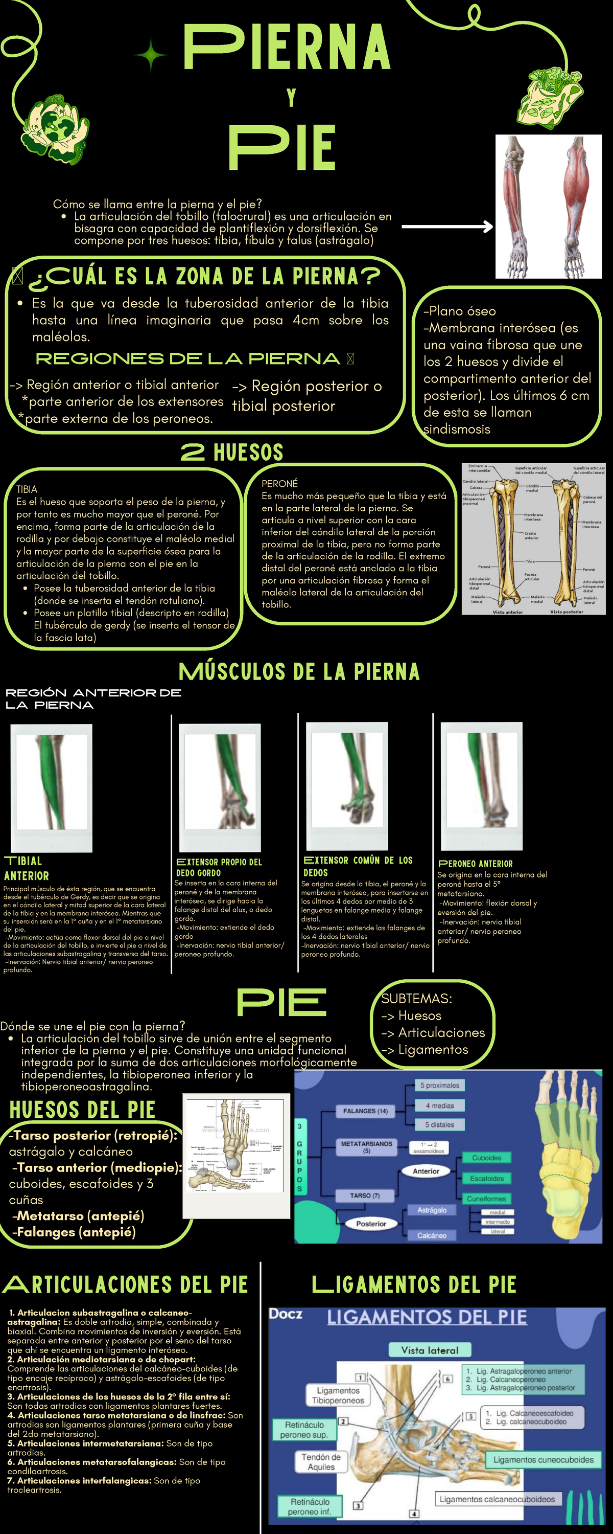 Infografía+-+12+Pierna+y+Pie - 2 huesos Pierna Pie y Cómo se llama ...