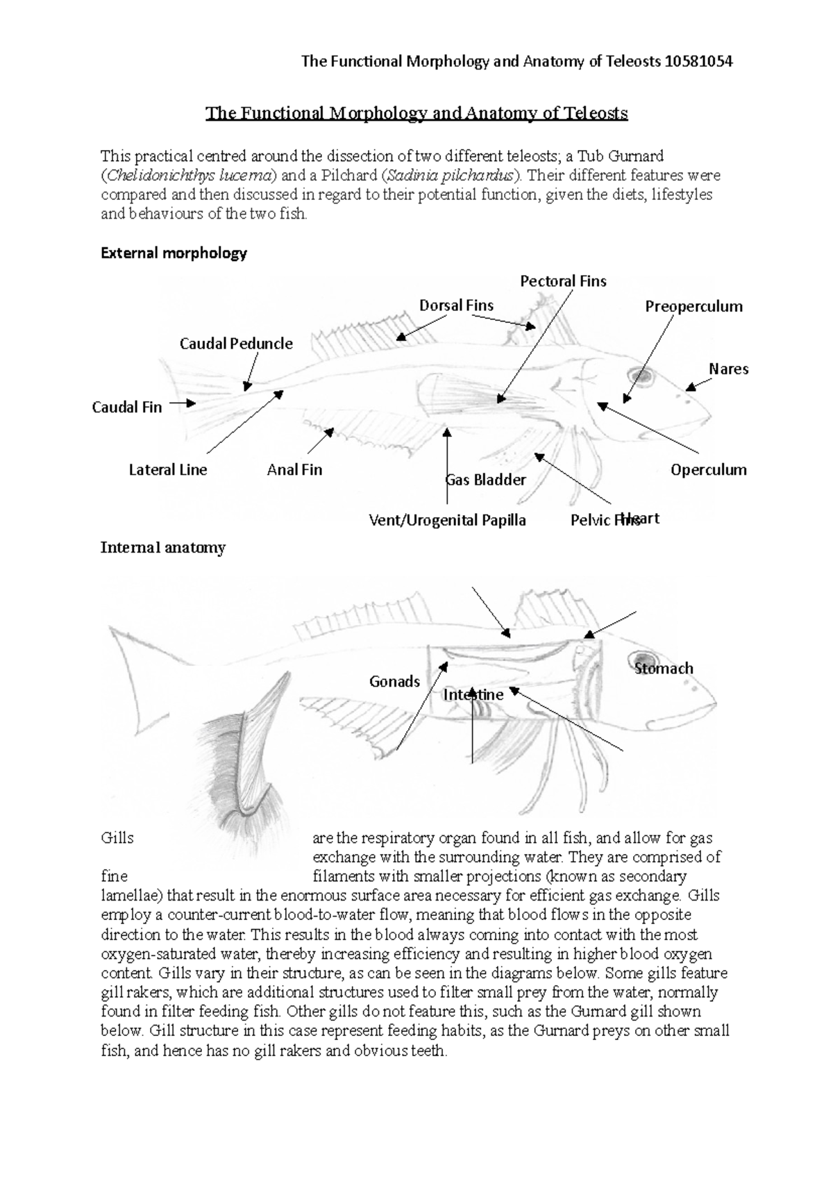 Functional morphology and anatomy of teleosts - Their different ...