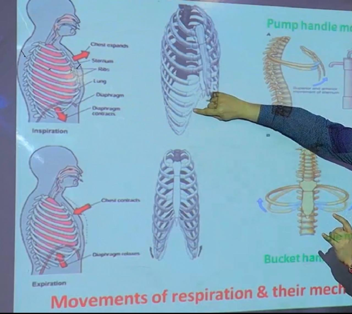 Anatomy by Dr.Jalal [Thorax][ 10] - Nervous system, Anatomy - Studocu