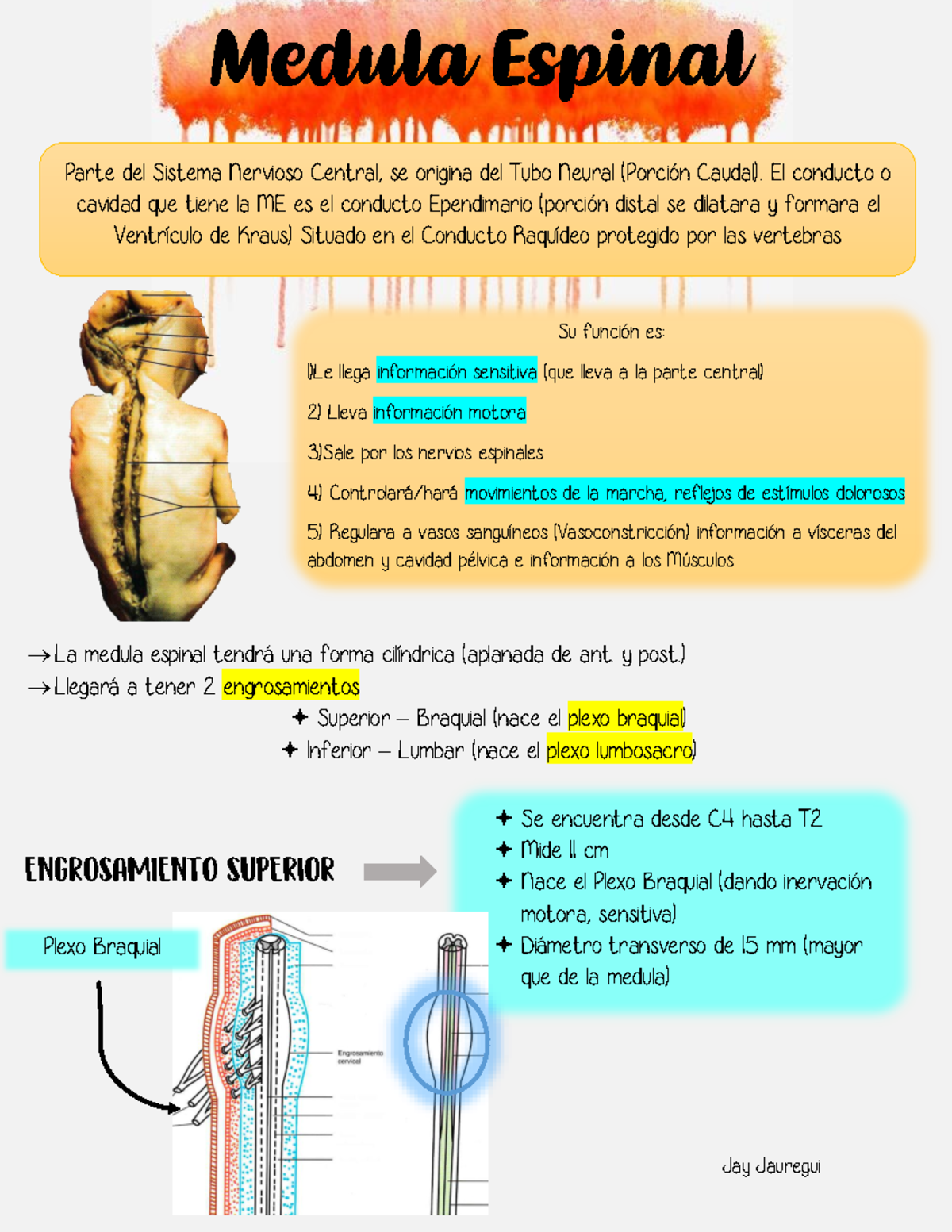 Medula Espinal - Neuroanatomia - → La medula espinal tendrá una forma ...