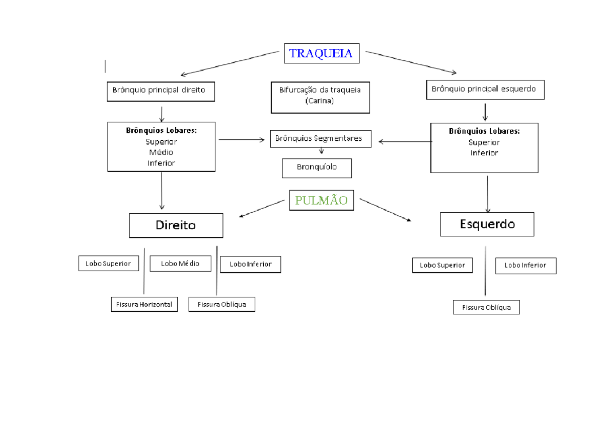 Mapas (Bases de Pneumo) - Fisiologia - UNIFAP - Studocu
