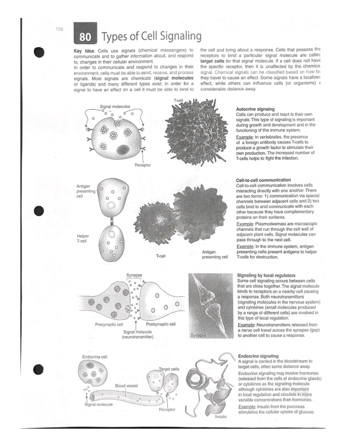 Types of Cell Signaling Worksheet 80 - Studocu