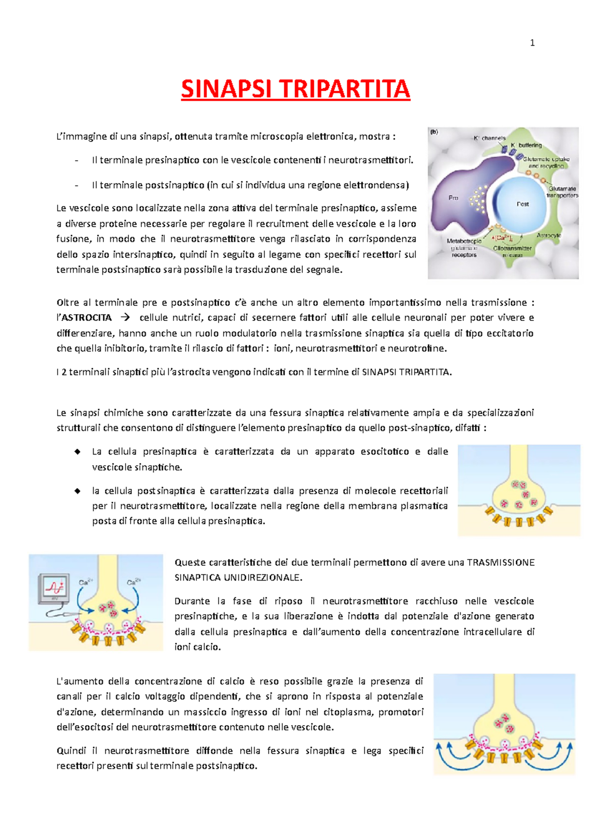 Lezione 1 + 2 - Sinapsi Tripartita - SINAPSI TRIPARTITA L’immagine di ...