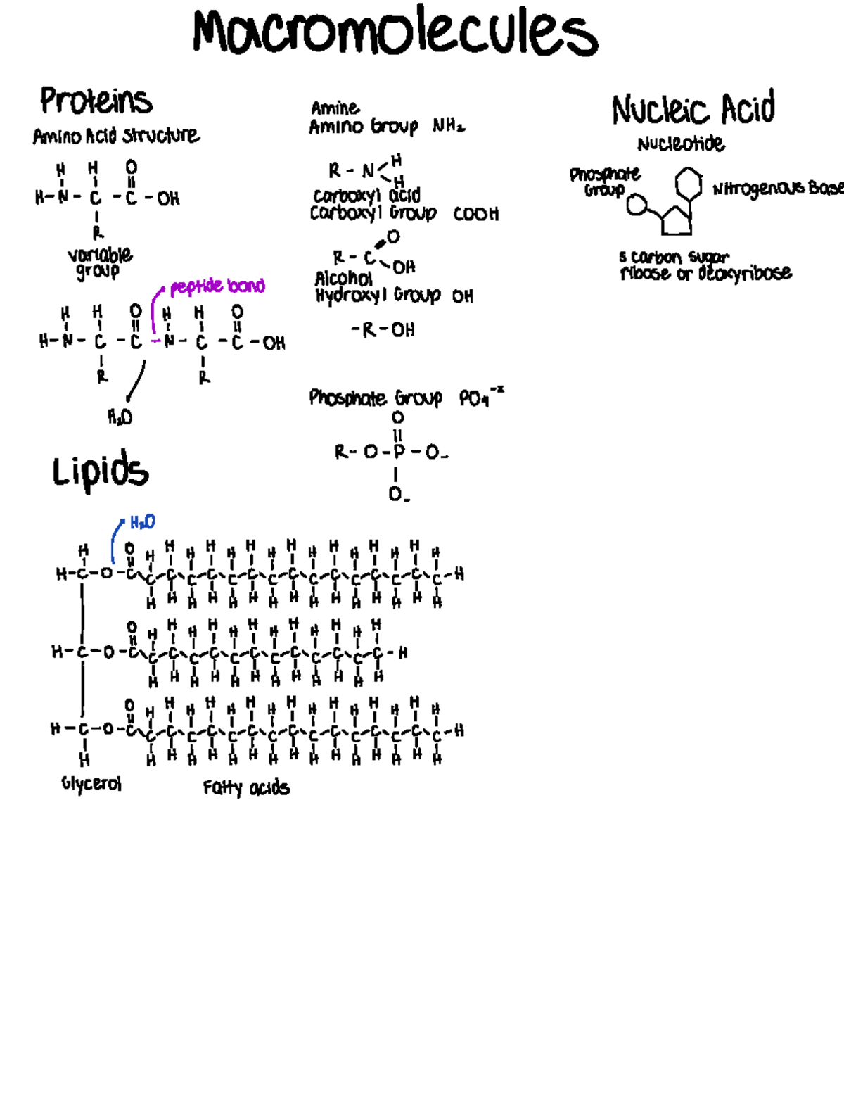 AP Biology Notes and Diagrams - Macromolecules Proteins NucleicAcid ...