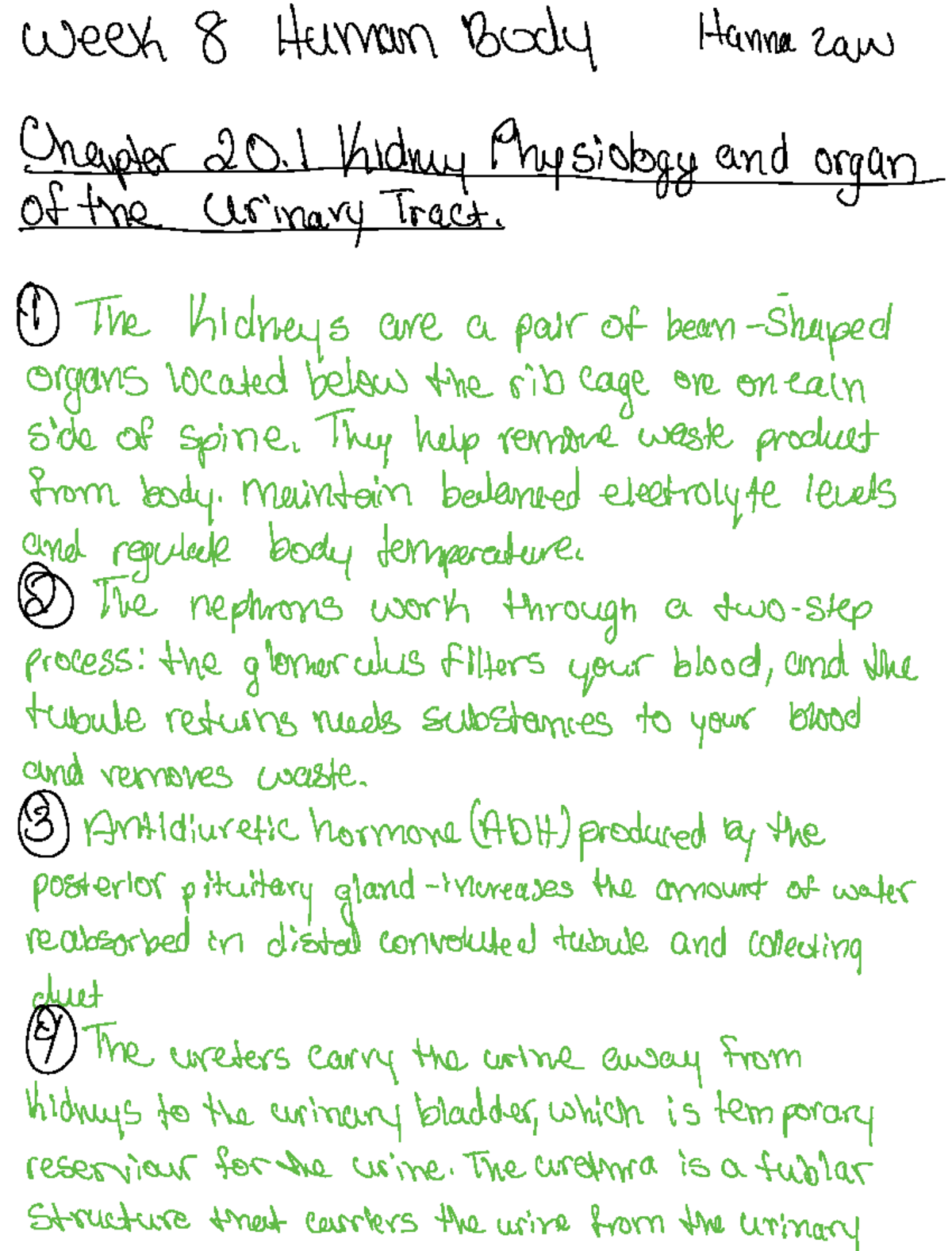 Human body week 8 - Homework - Week 8 Human Body Hanna raw Chapter 20 ...
