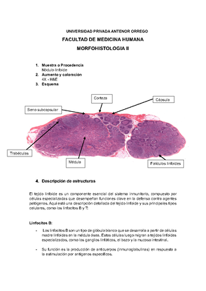 Morfo 2 - HistologíA Semana 14 - Morfofisiología II - UNIVERSIDAD PRIVADA ANTENOR ORREGO ...