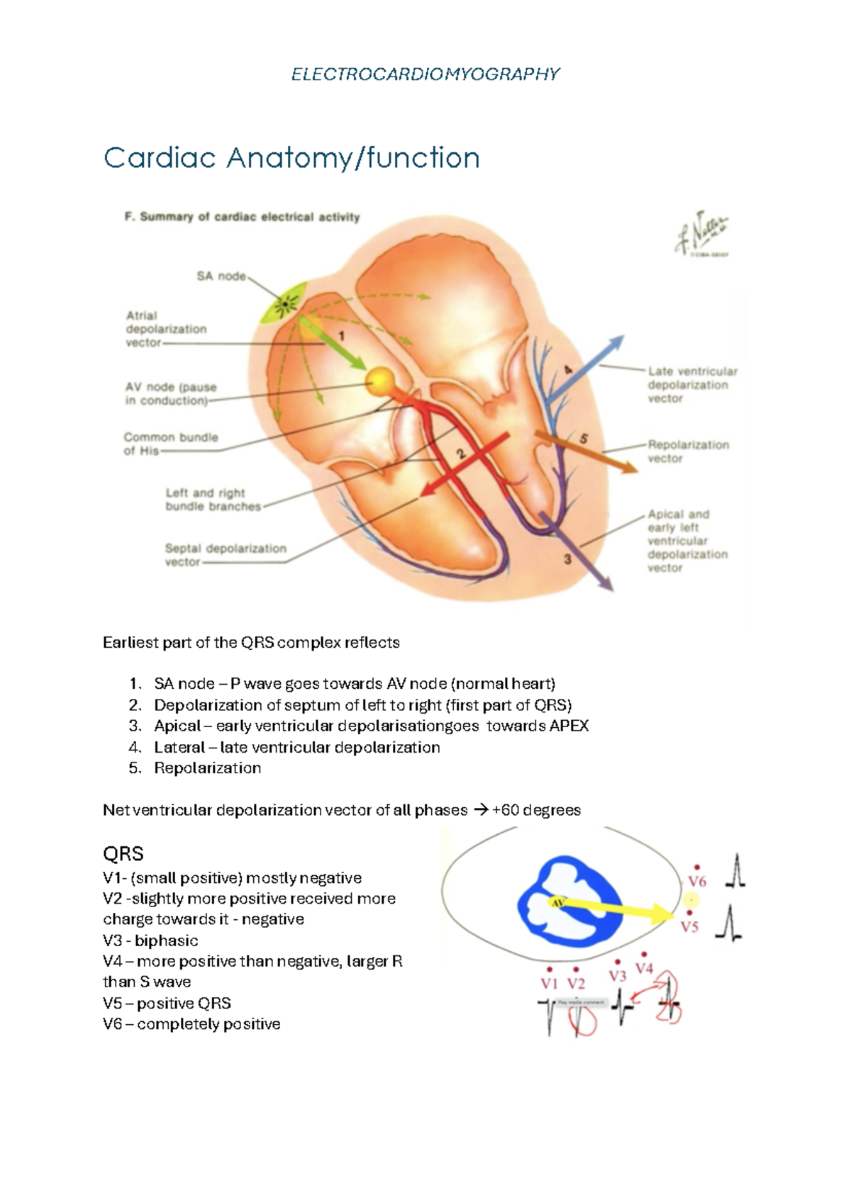 ECG Notes - Cardiac Anatomy/function Earliest part of the QRS complex ...