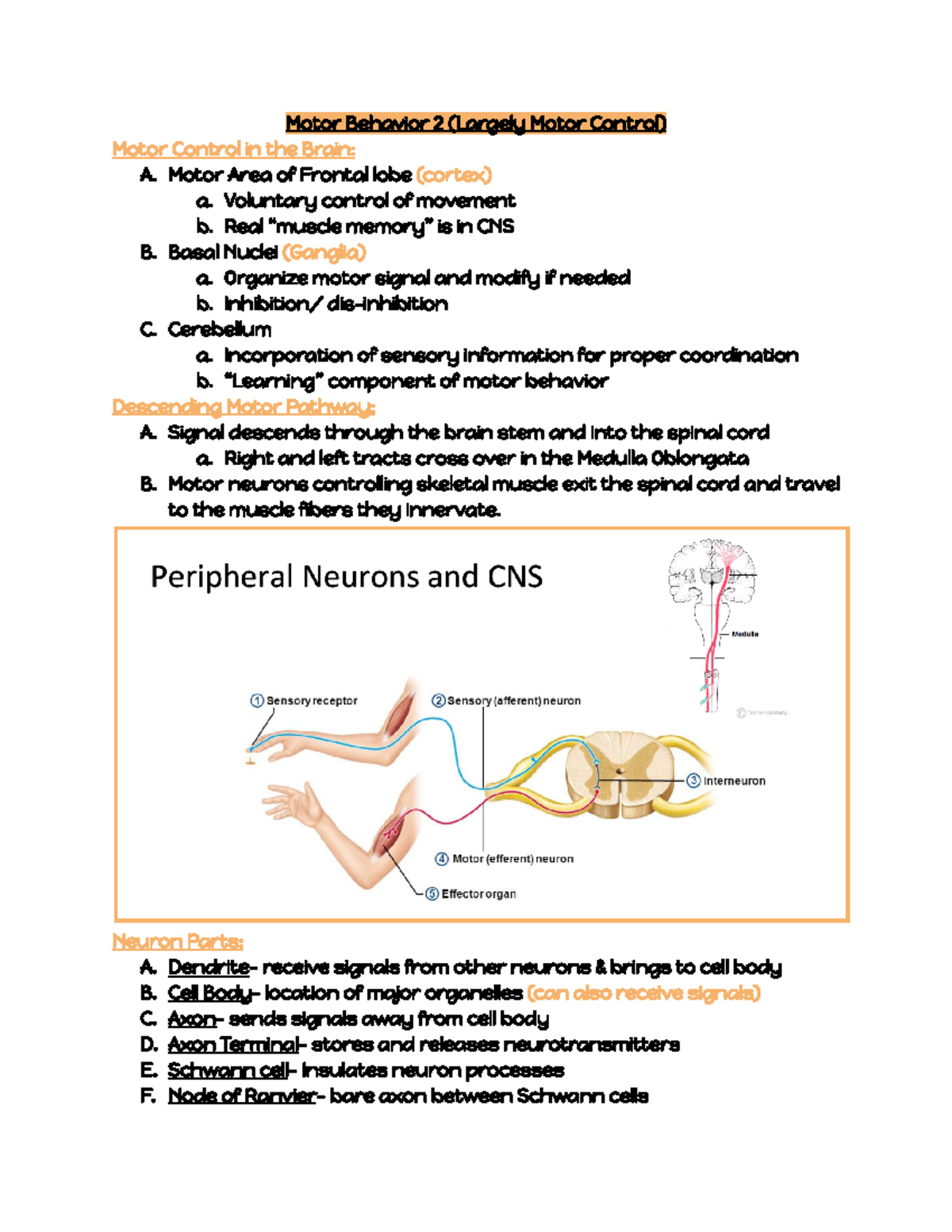 Motor Behavior 2 notes - Motor Behavior 2 (Largely Motor Control) Motor ...