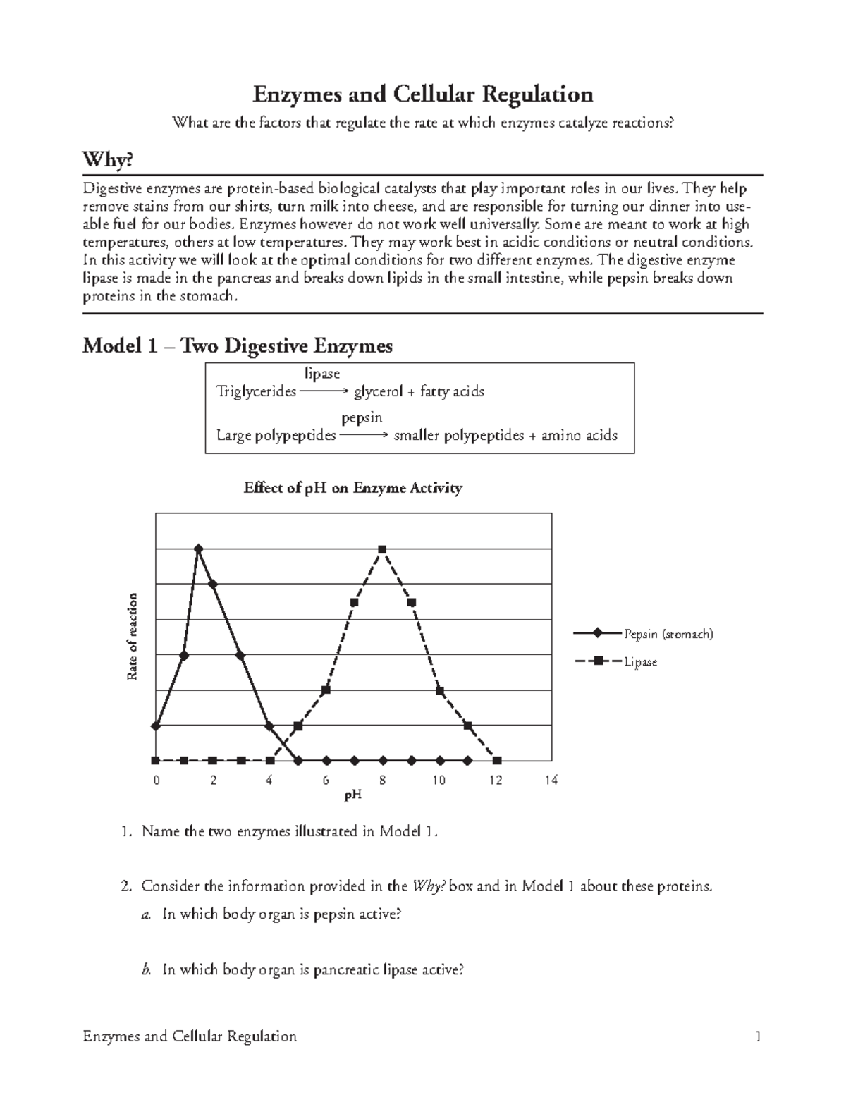 06 Enzymes and Cellular Regulation-S - They help remove stains from our ...