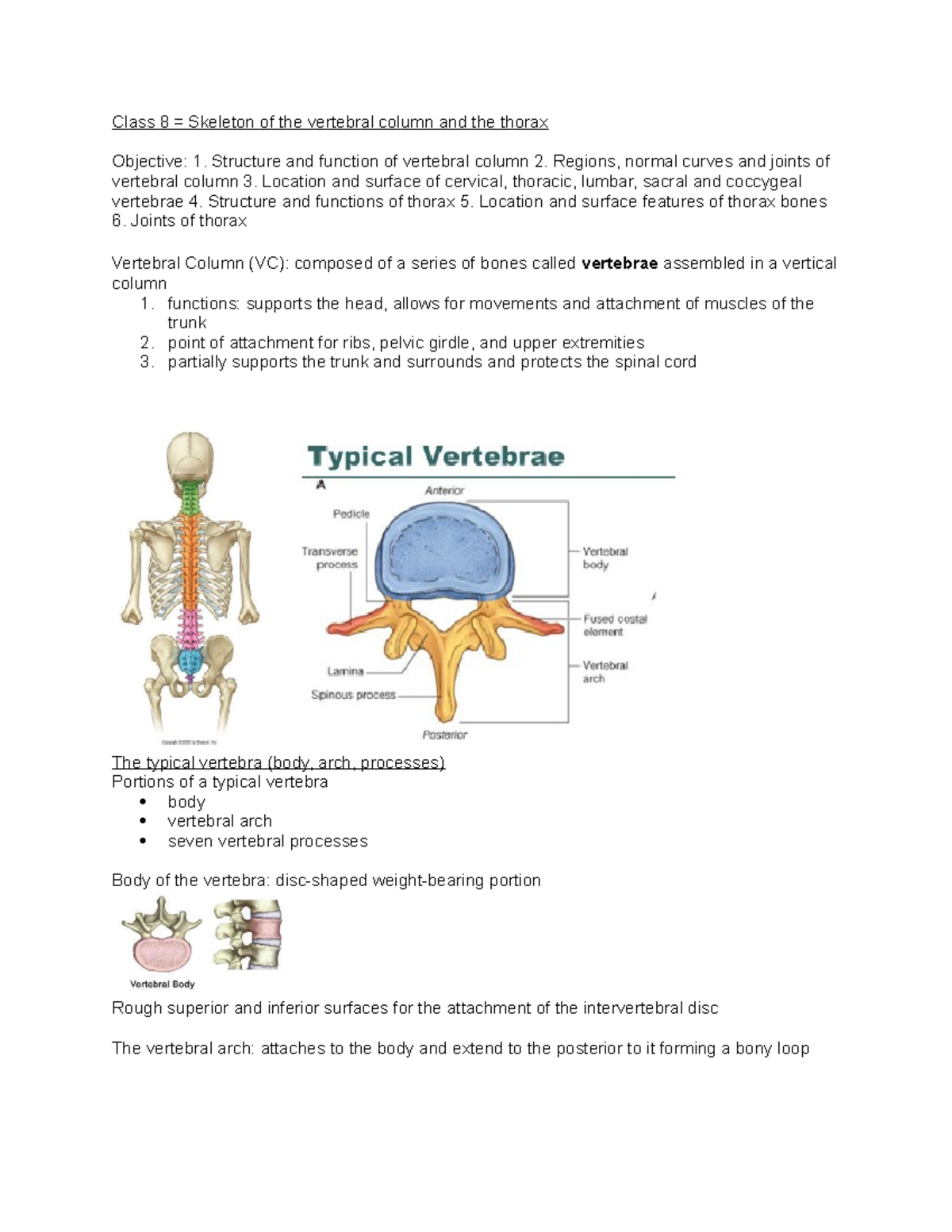 Class 8 - Physiology chapter 1 notes - Class 8 = Skeleton of the ...