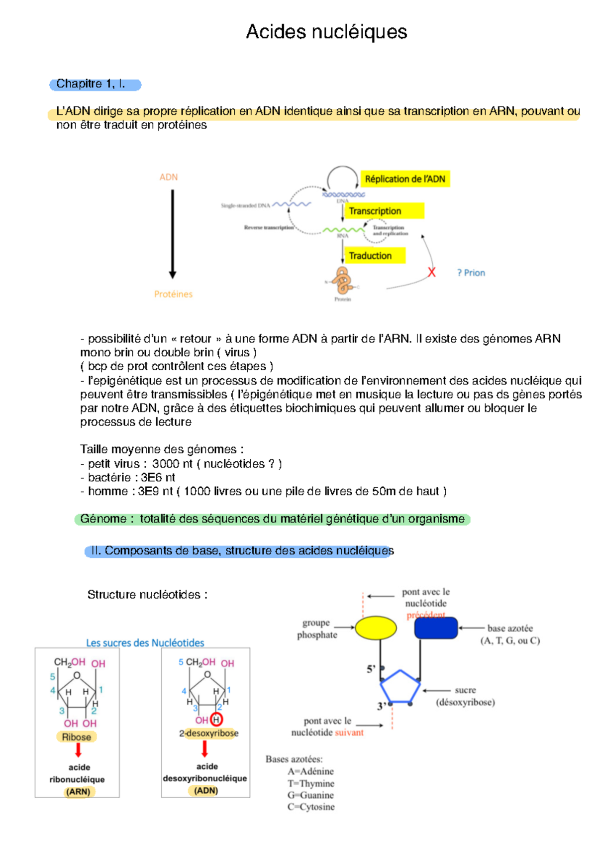 Acides nucleiques-Cm - Acides nucléiques Chapitre 1, I. L’ADN dirige sa ...