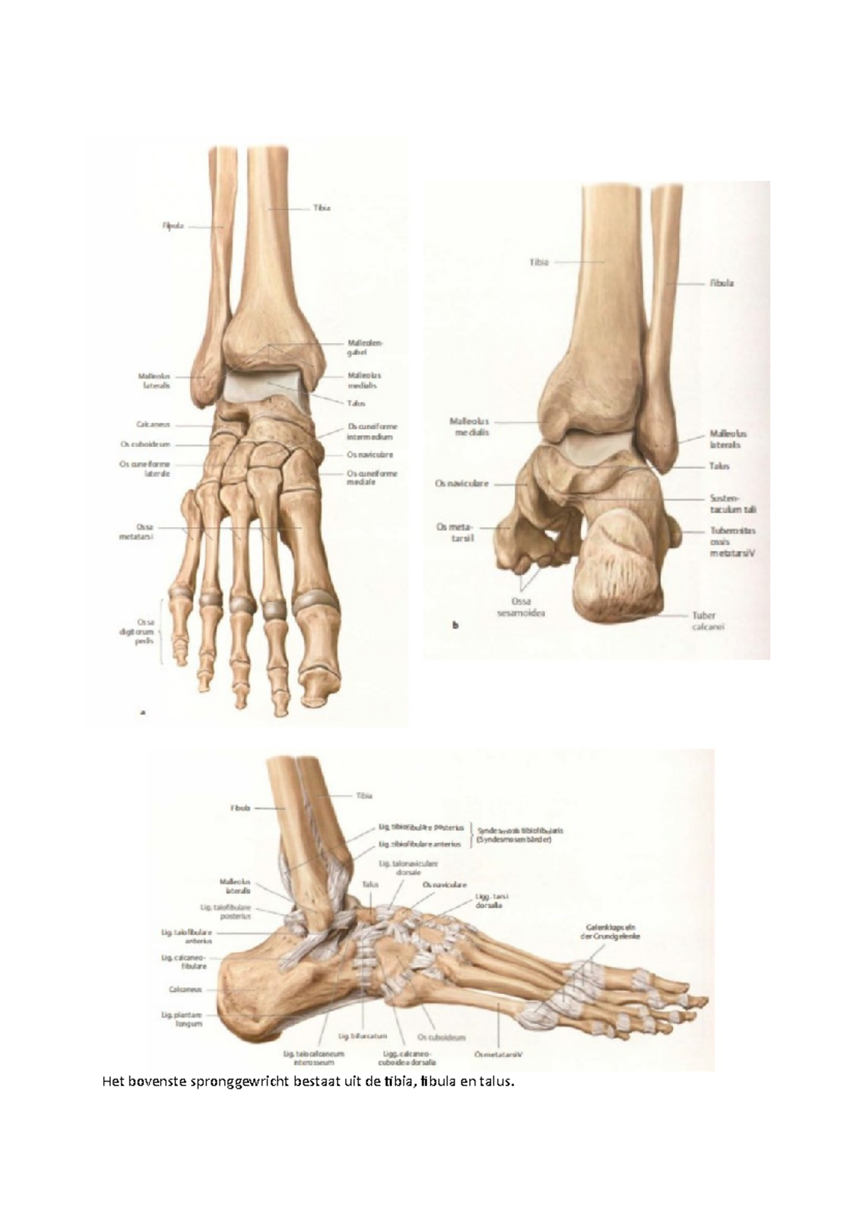 Enkel palpatie - Het bovenste spronggewricht bestaat uit de tibia ...